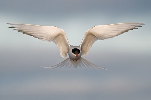 Arctic Tern - Desktop Wallpapers, Phone Wallpaper, PFP, Gifs, and More!