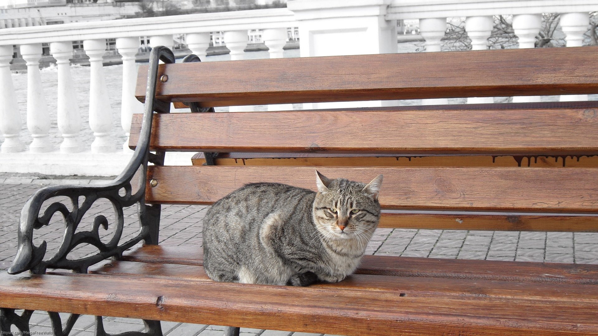 Download Bench Animal Cat Image