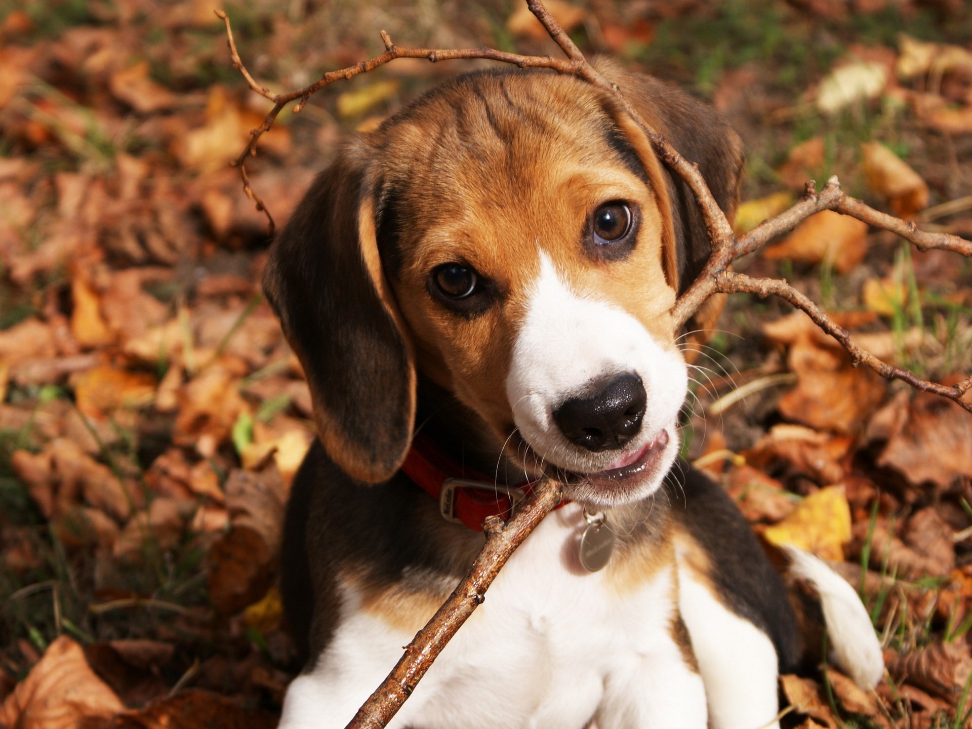 Beagle Image - ID: 268449 - Image Abyss