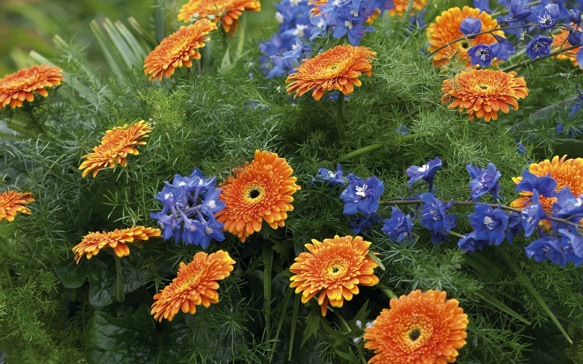 Download Nature Flower Image