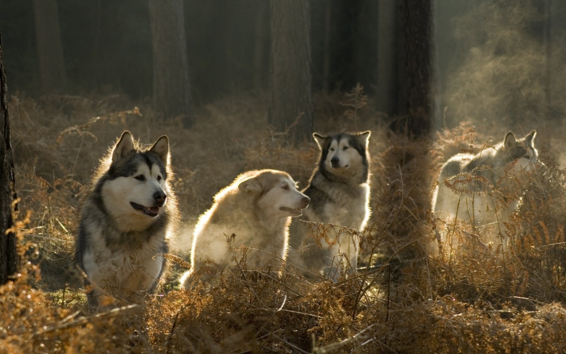 Husky - Desktop Wallpapers, Phone Wallpaper, PFP, Gifs, and More!