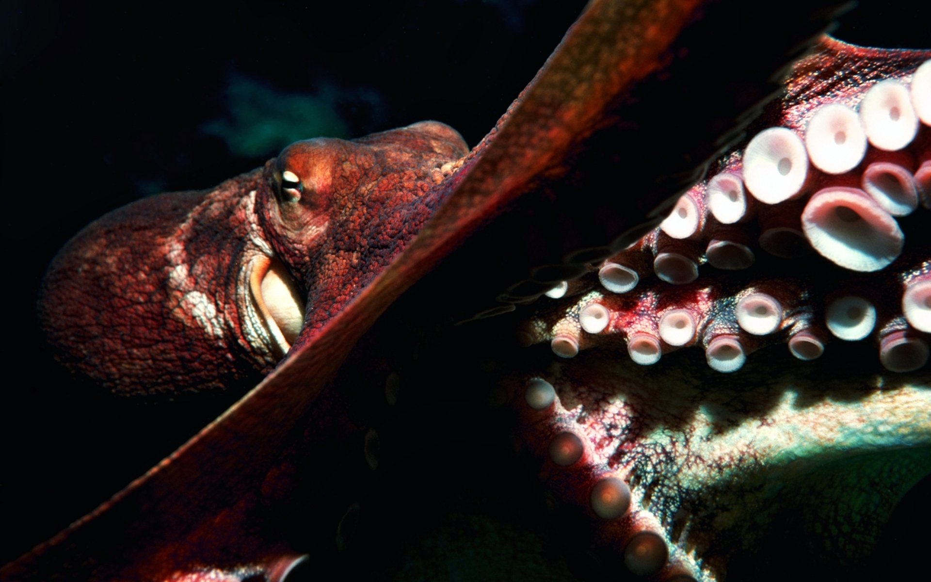 Octopus Picture - Image Abyss