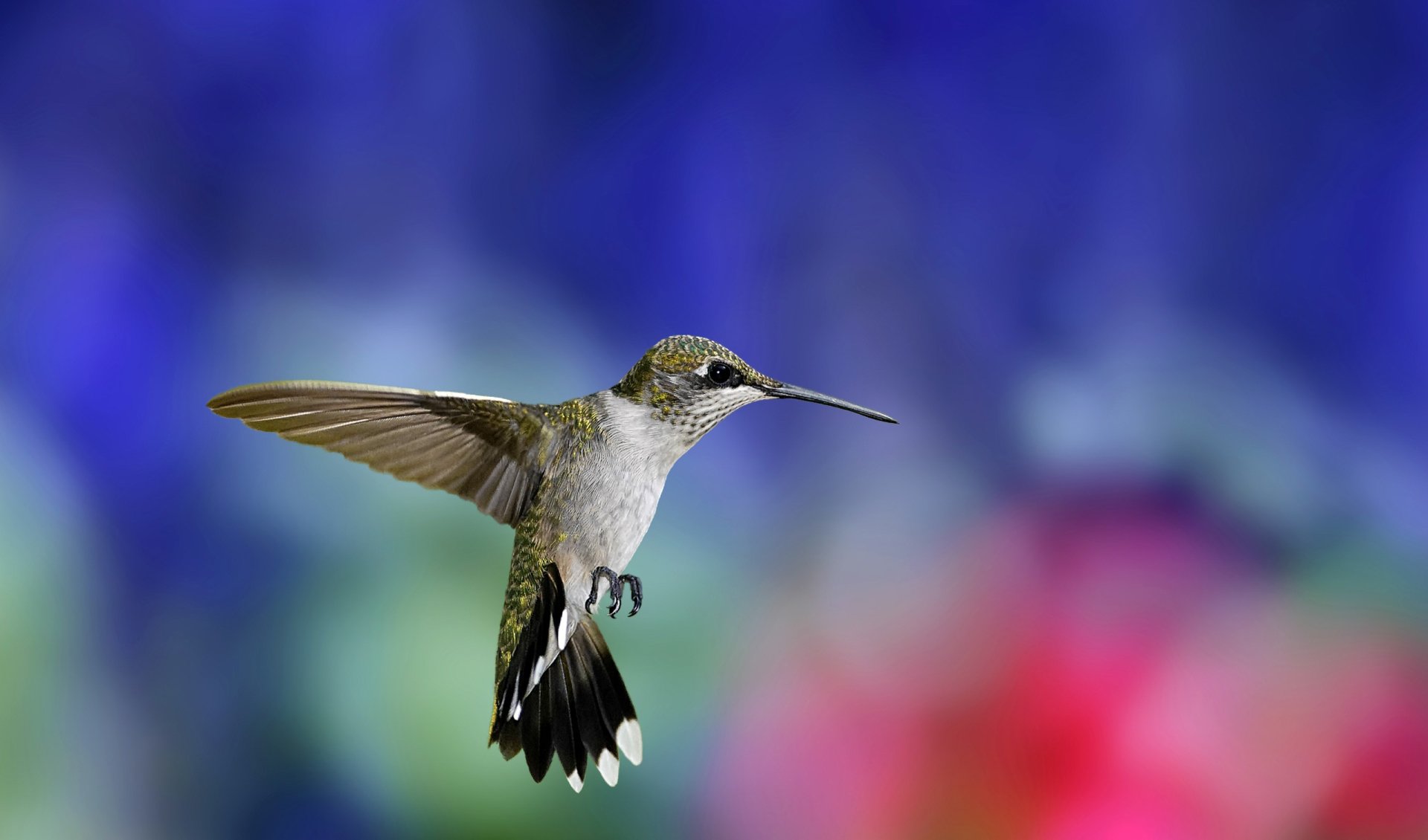 Hummingbird on Red Hyacinth - Image Abyss