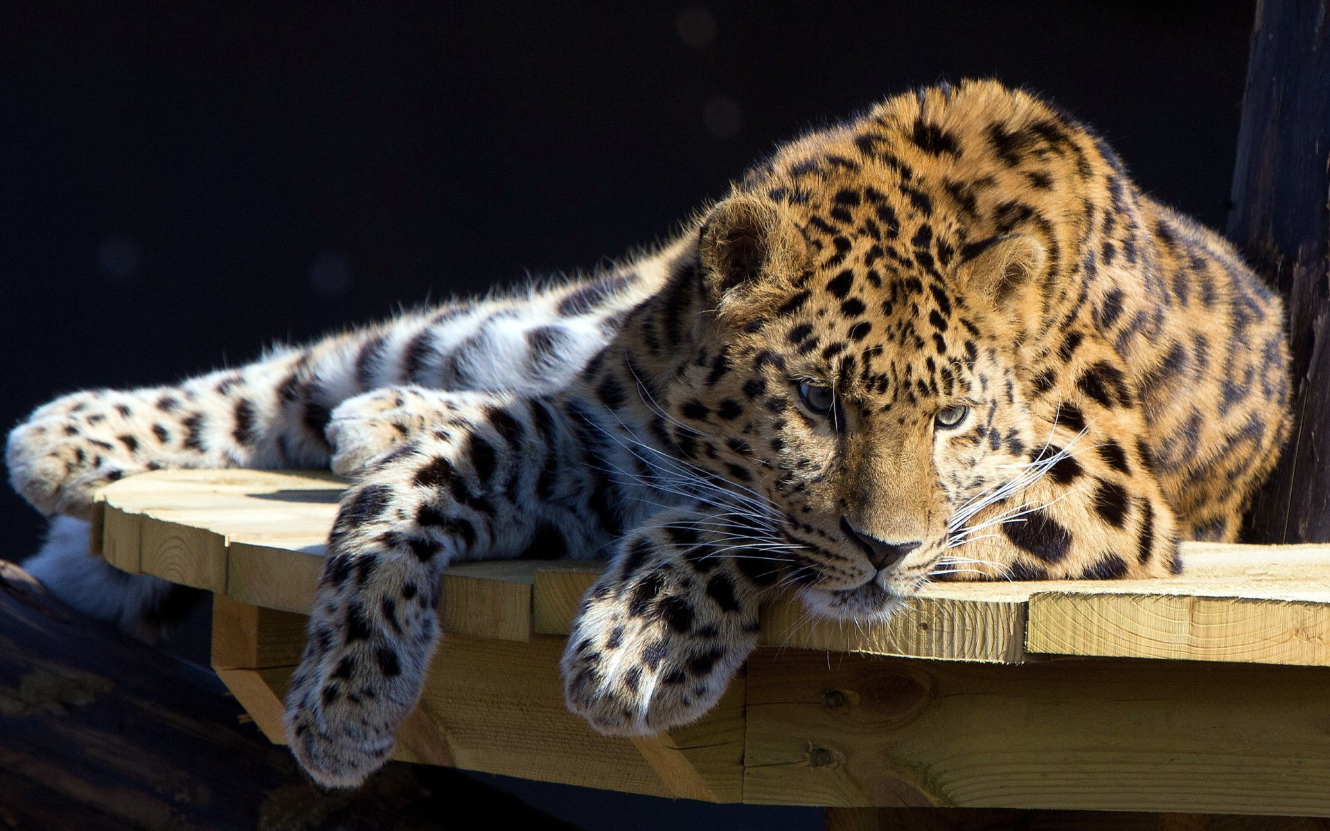 Download Animal Leopard Image