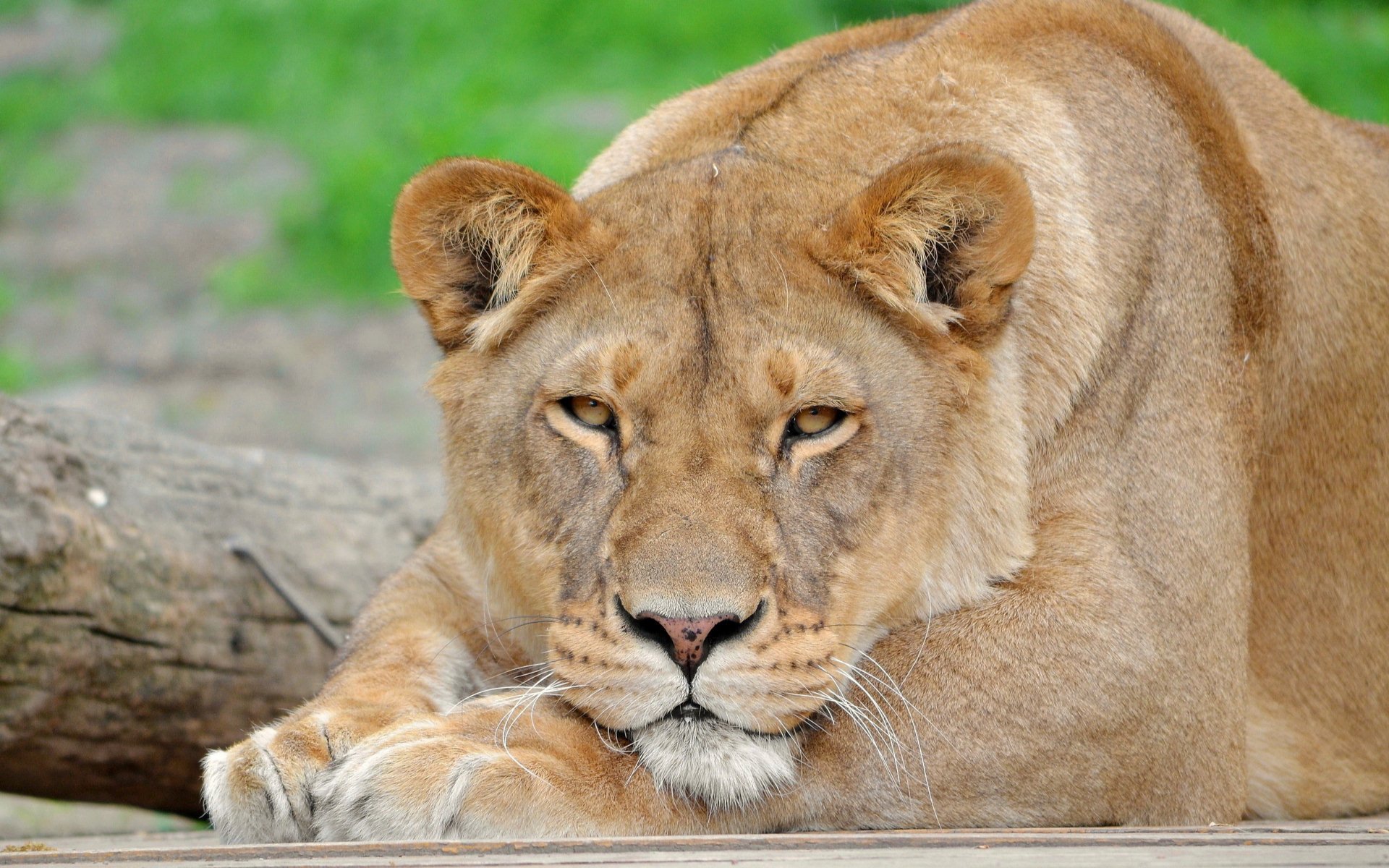 Download Animal Lion Image