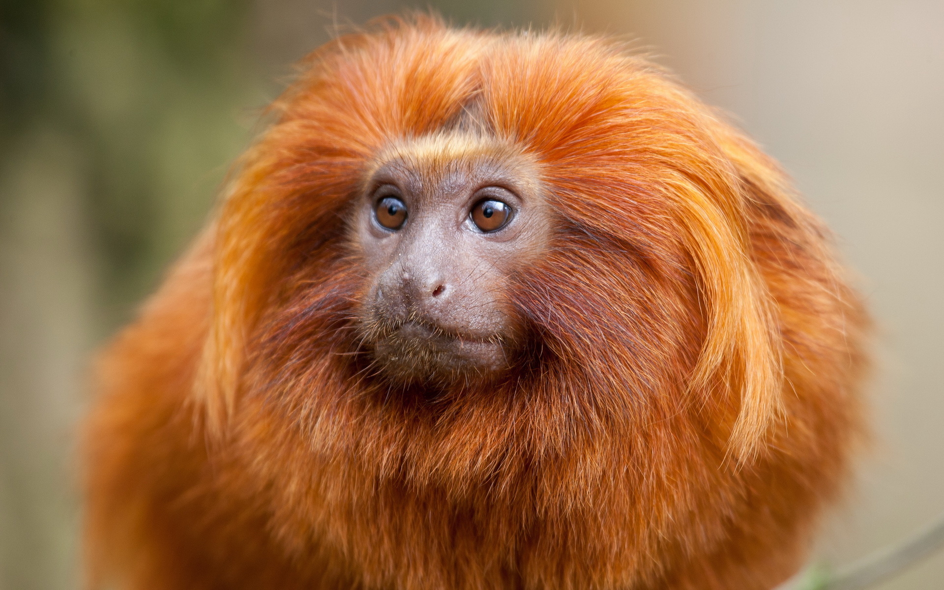 Majestic Monkey: The Golden Lion Tamarin
