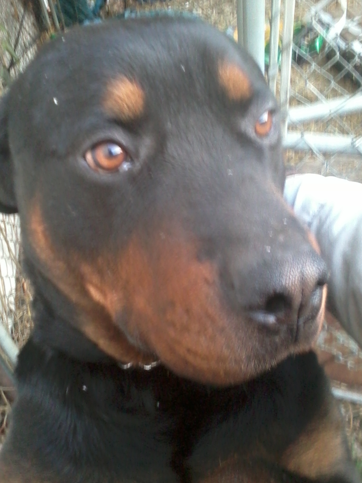 My Guard Dog (Axle) by TorinoGT