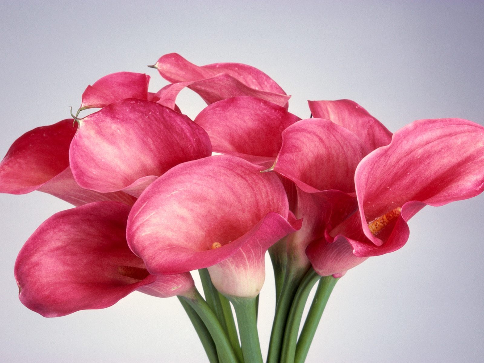 Elegant Pink Calla Lilies: A Natural Floral Beauty
