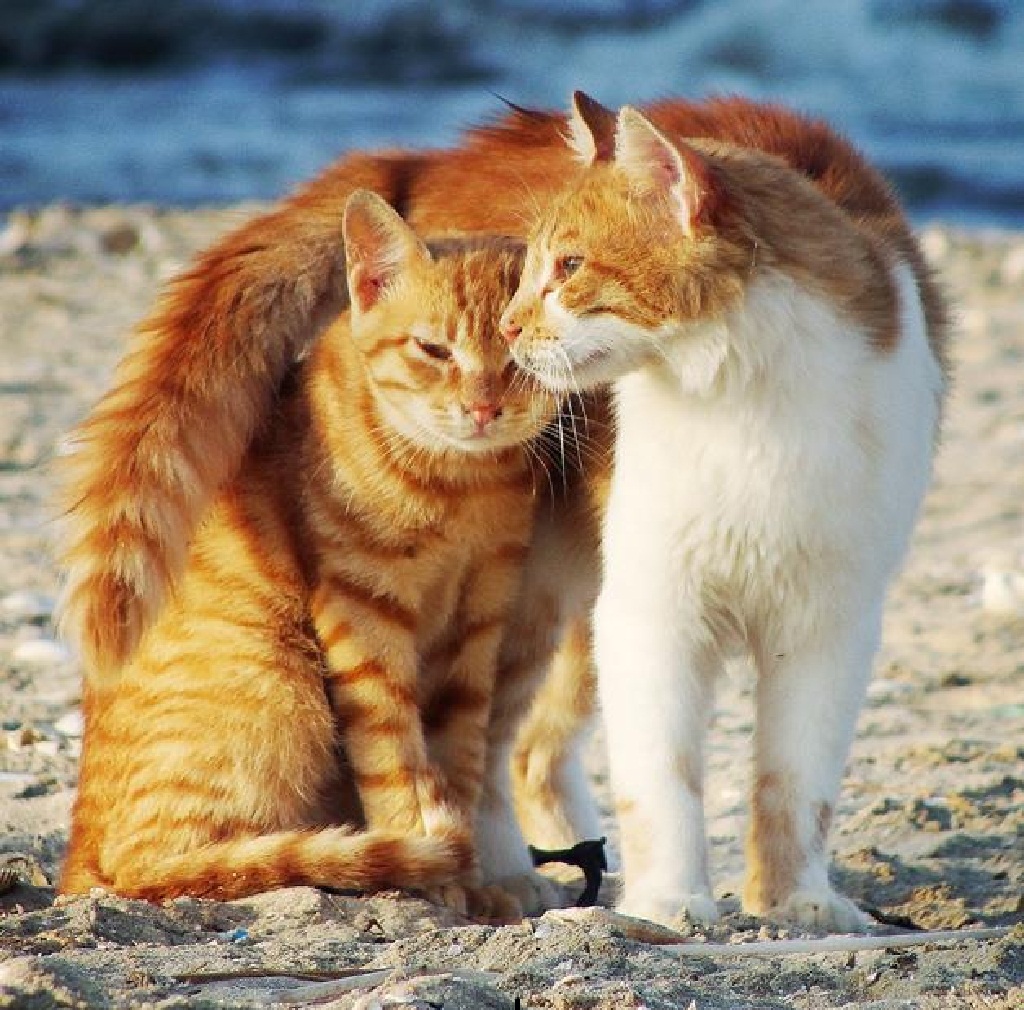 Best Friends - Image Abyss