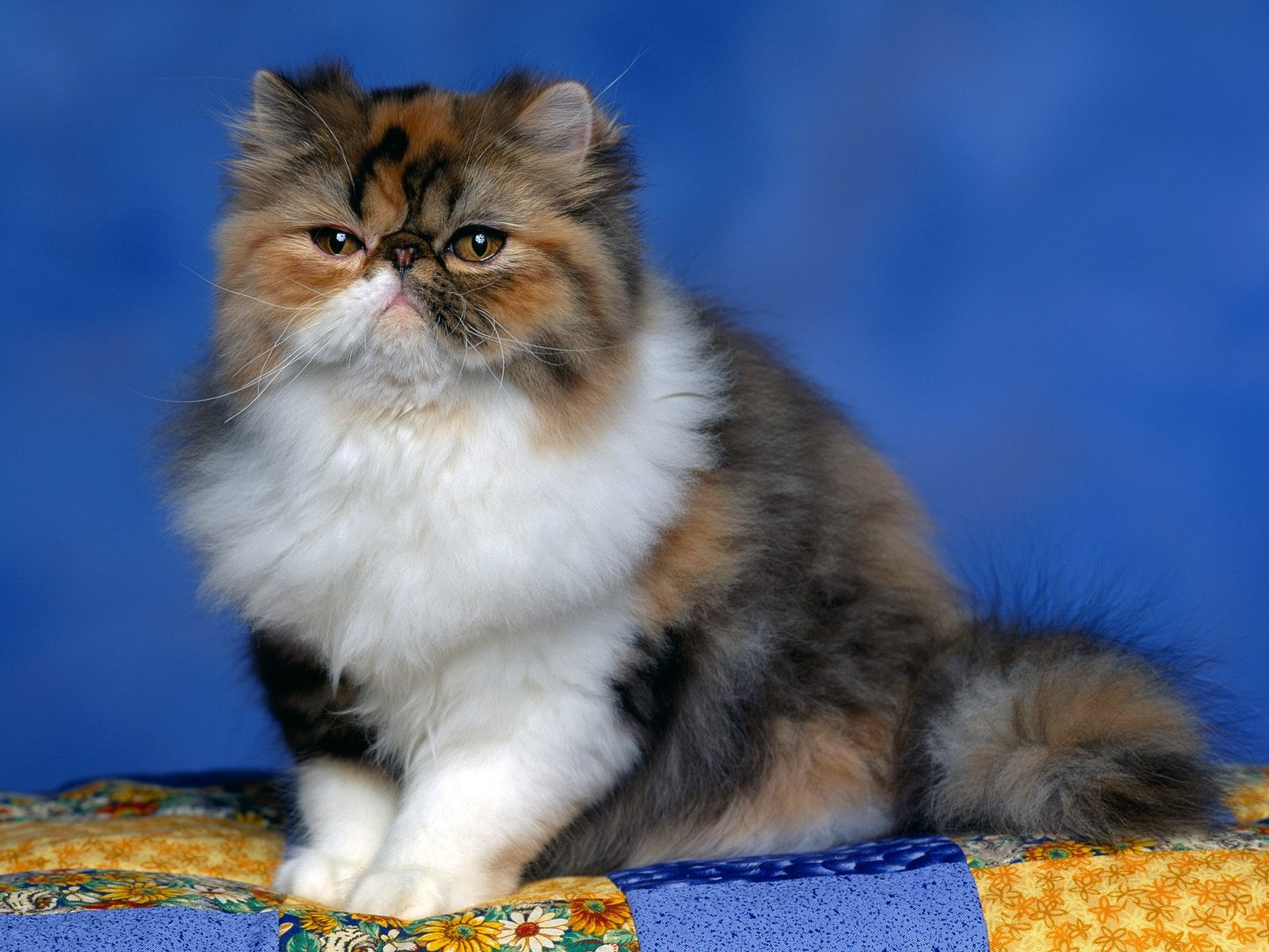 Persian/Calico - Image Abyss
