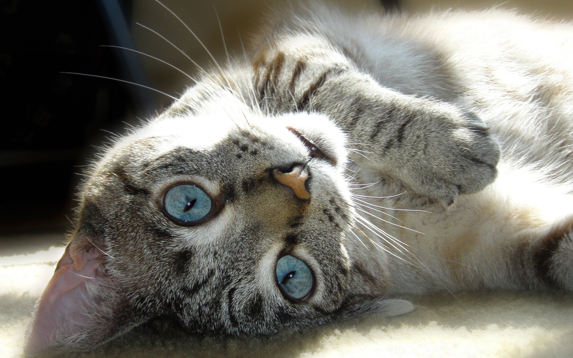 Download Animal Cat Image