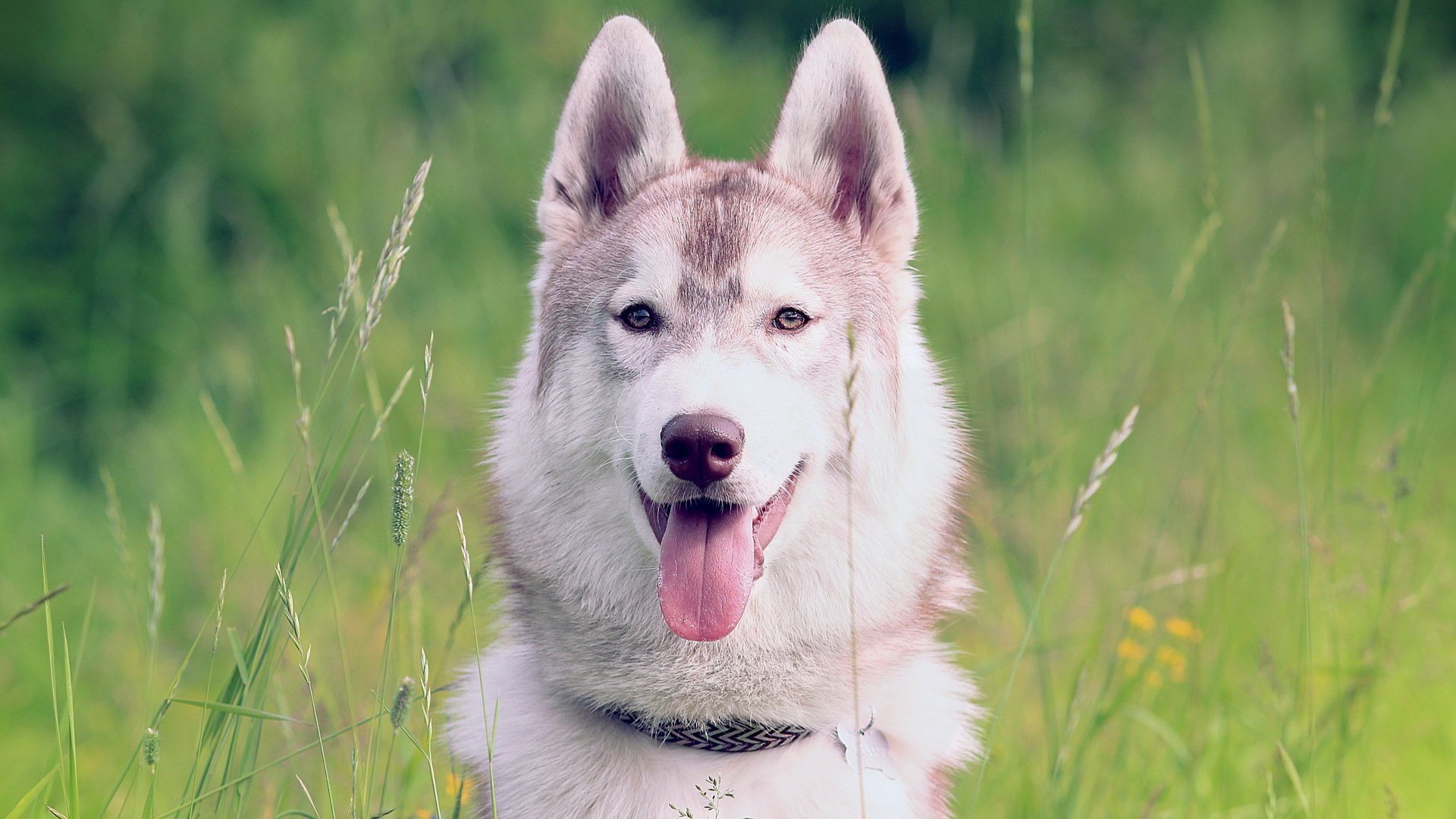 Playful Siberian Husky in a Sunlit Field