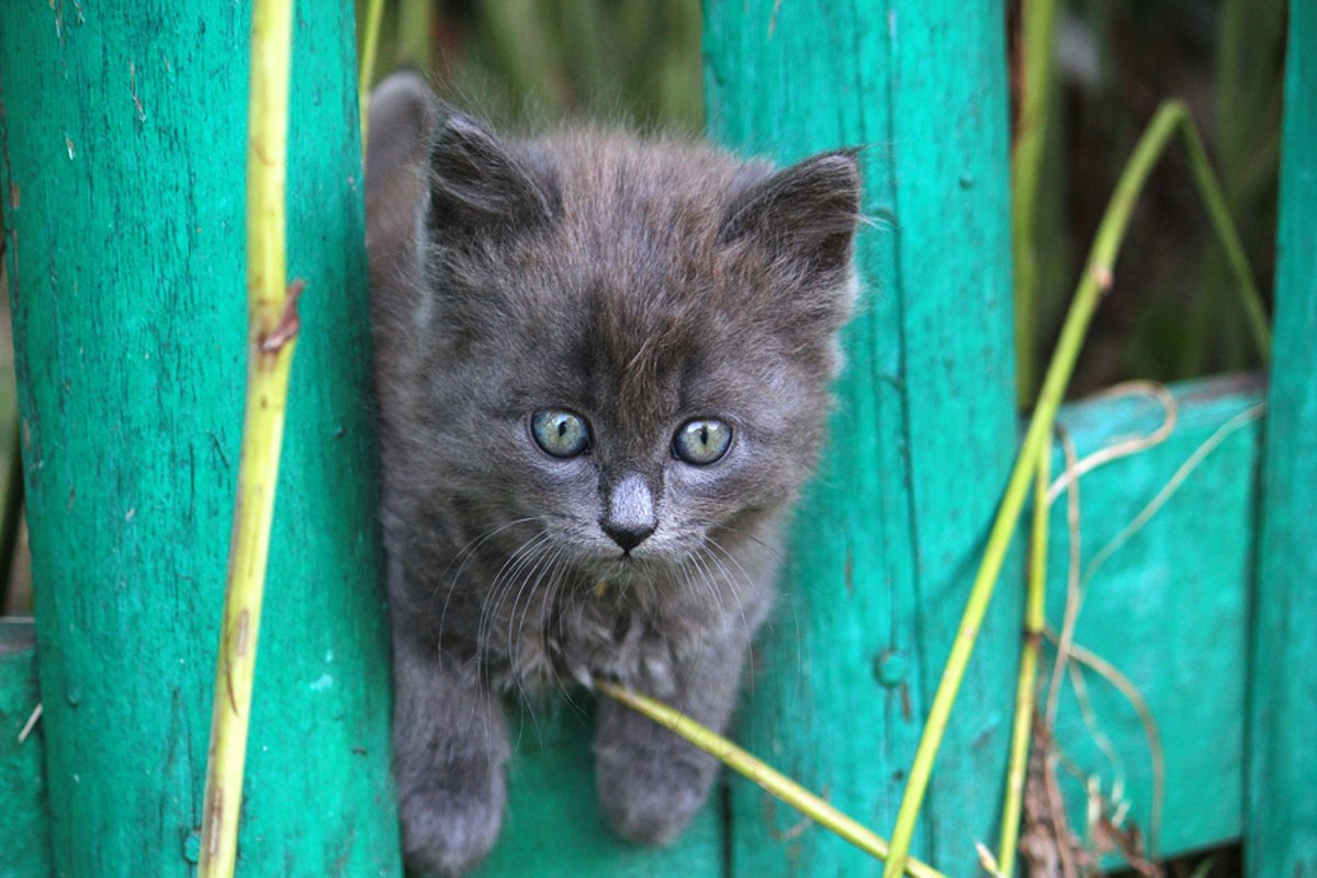 Whatcha Doin? - Image Abyss