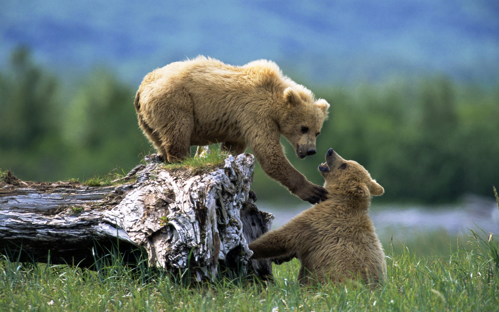 Download Animal Bear Image