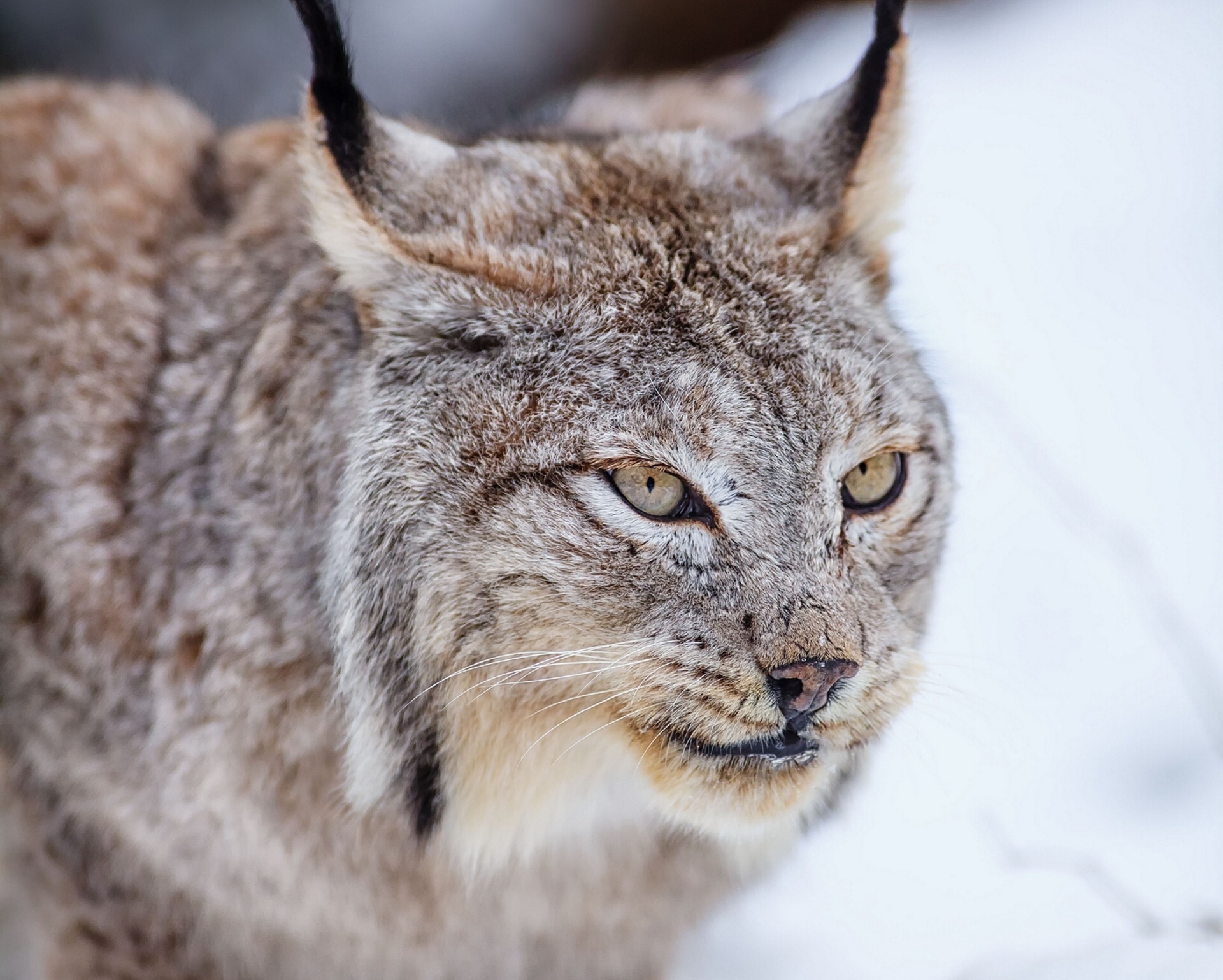 Download Animal Lynx Image