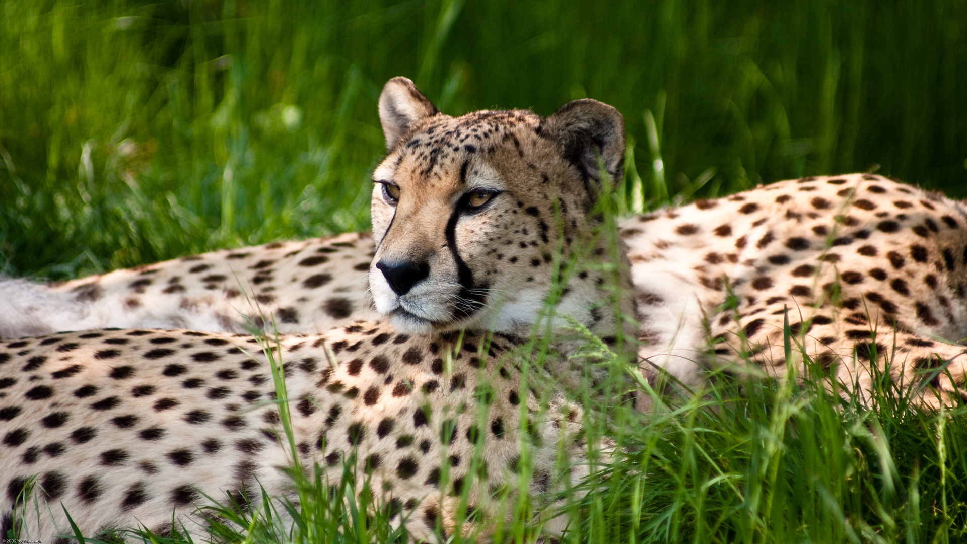 Cheetah Picture - Image Abyss