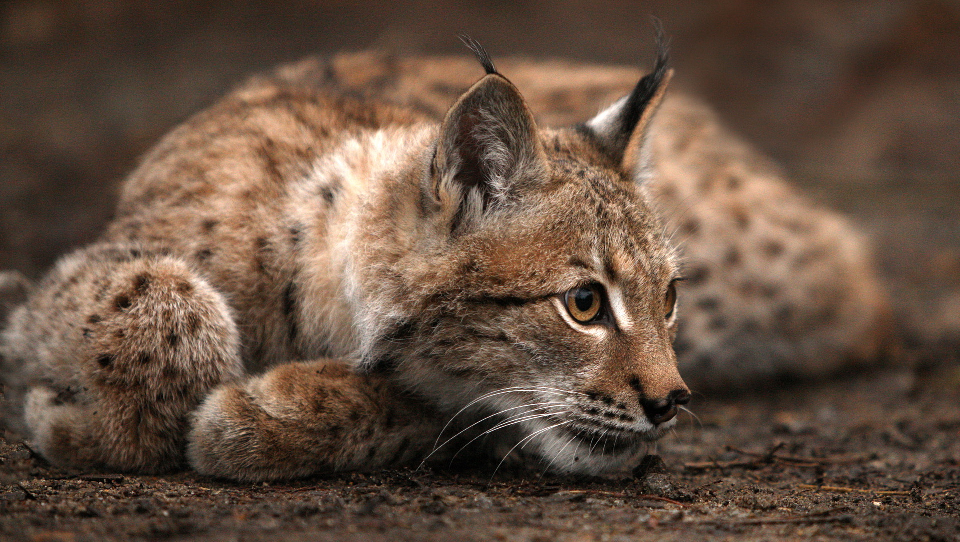 Download Animal Lynx Image