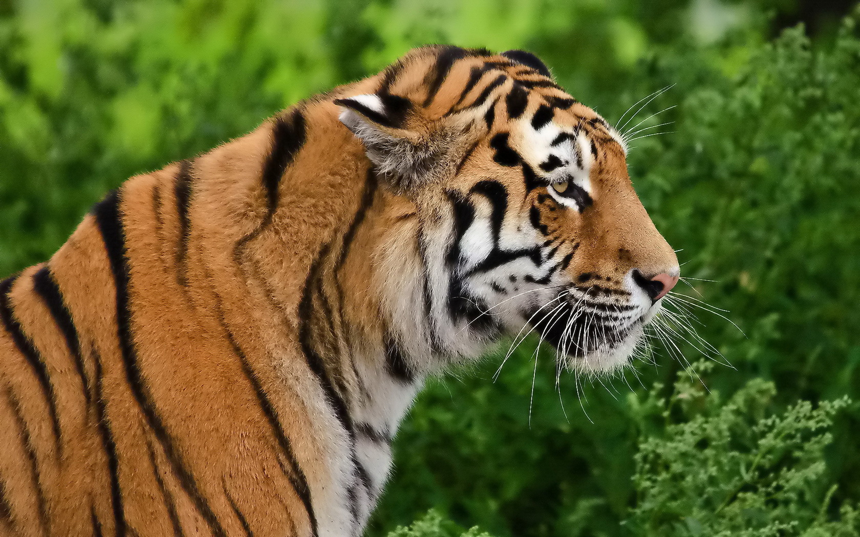 Tiger Picture - Image Abyss