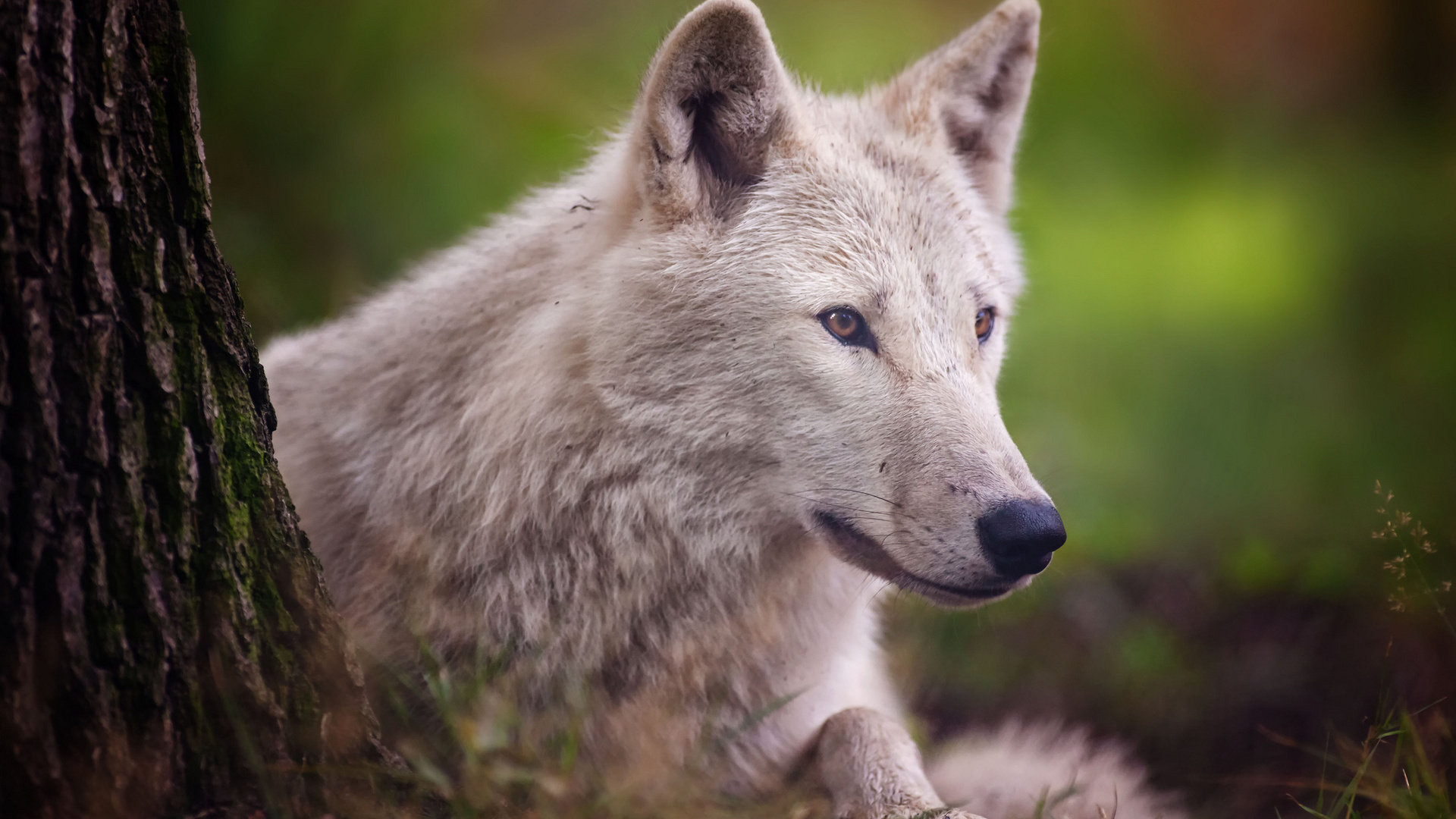 Download Animal Wolf Image