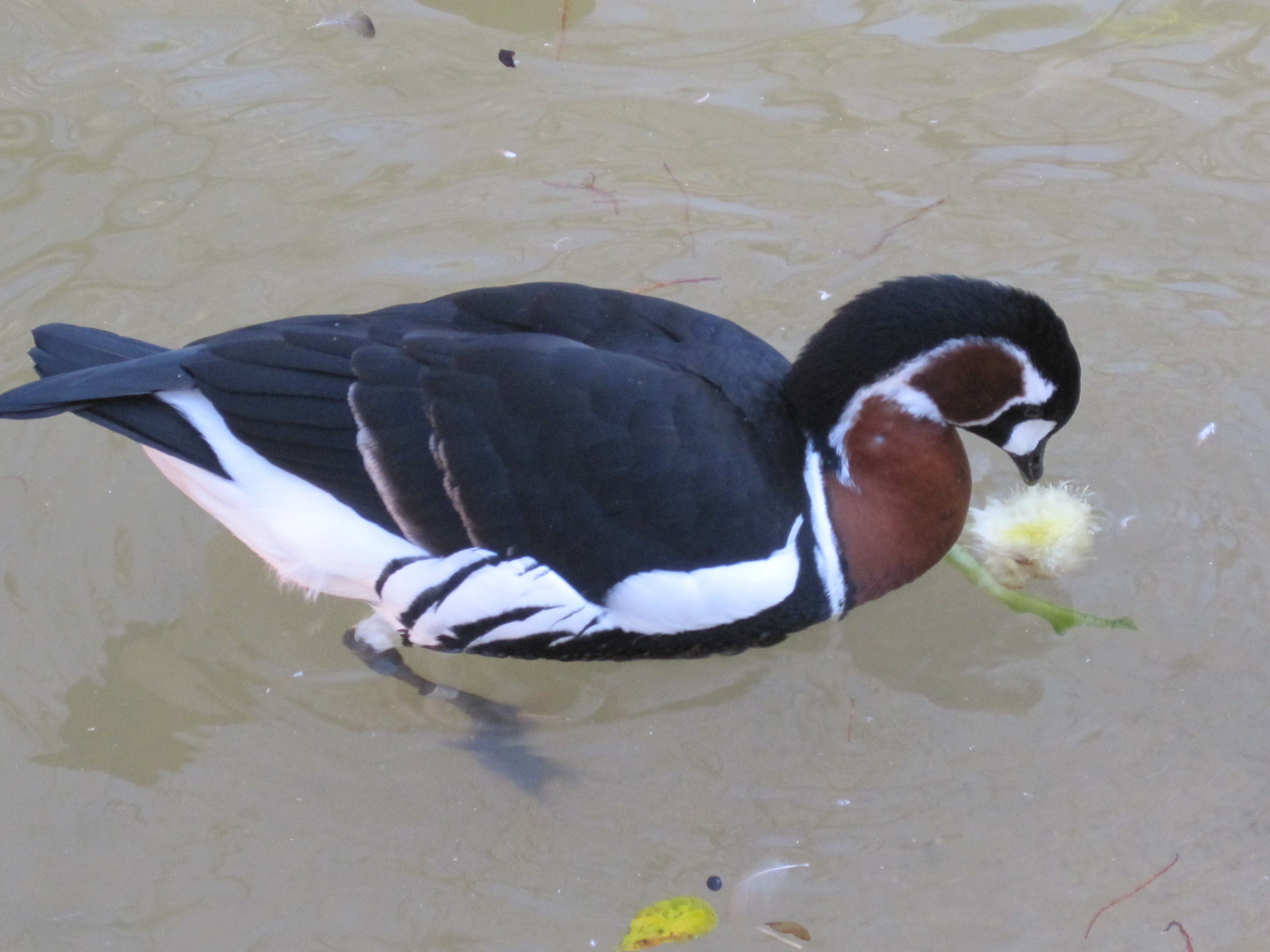 A Duck Wish by LaraCroft - Image Abyss