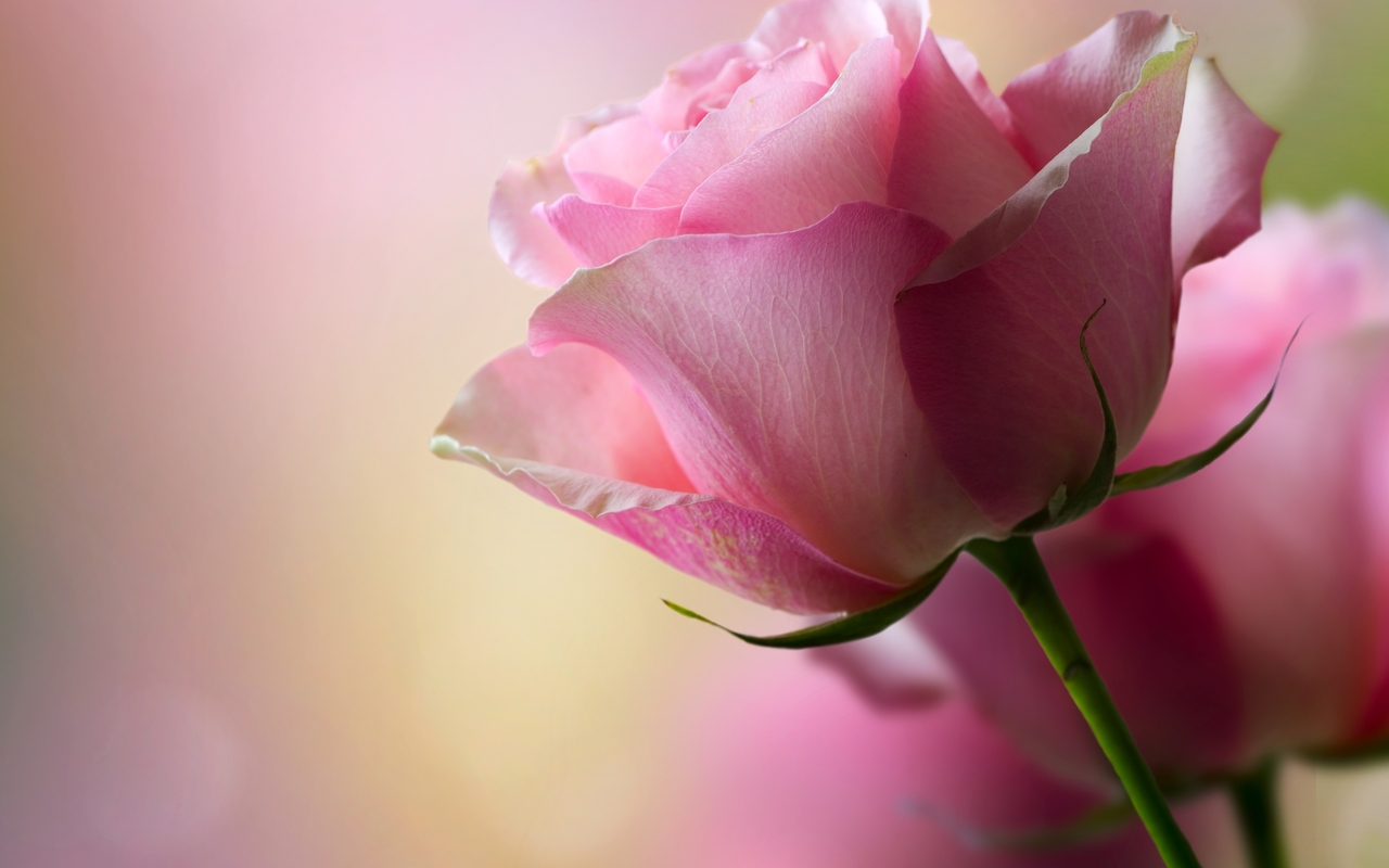 Rose Picture - Image Abyss