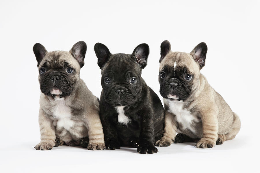 Charming French Bulldog Trio: Adorable Dogs and Beloved Animal Companions