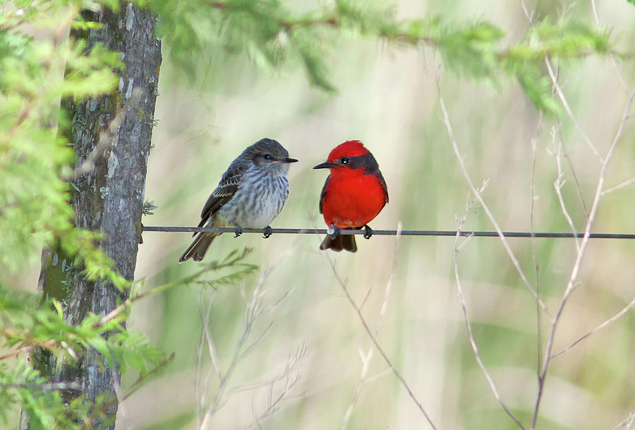 Colorful Companions: A Pair of Birds in Harmony
