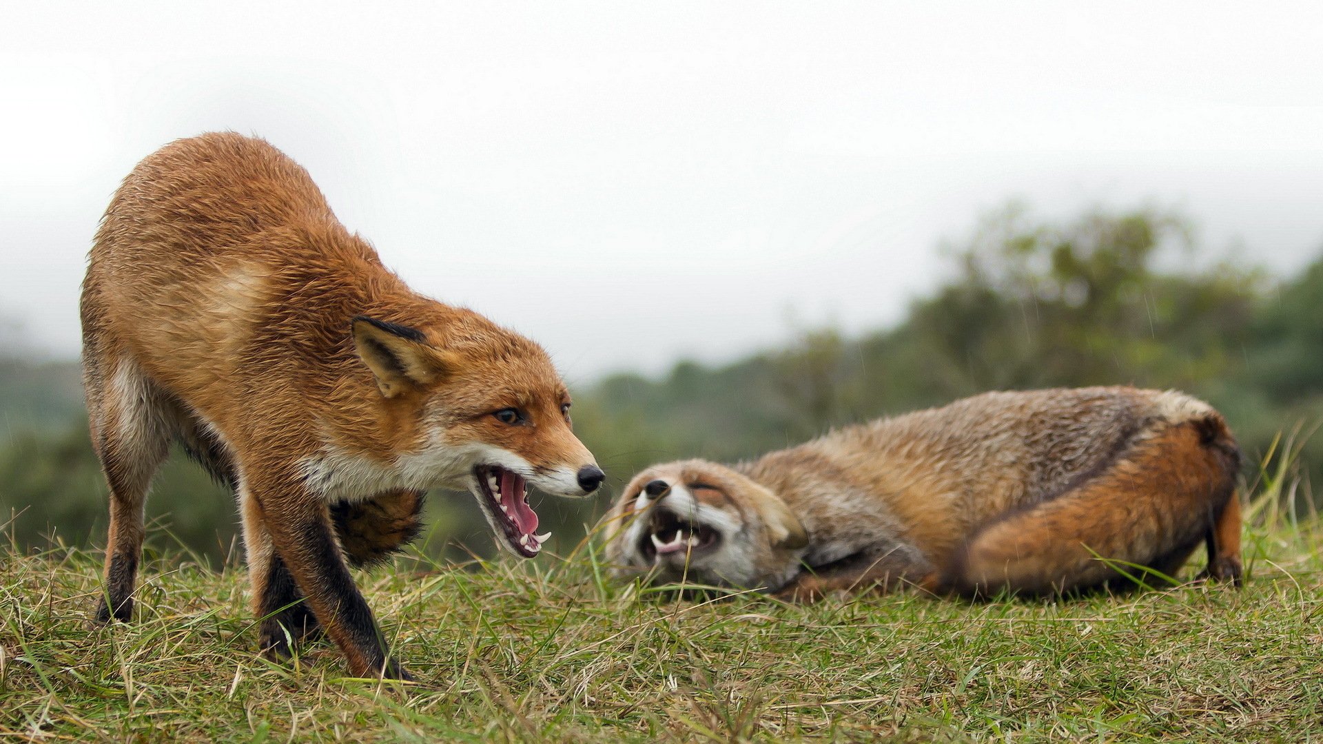 Wild Encounter: Fox Meets Curious Creature