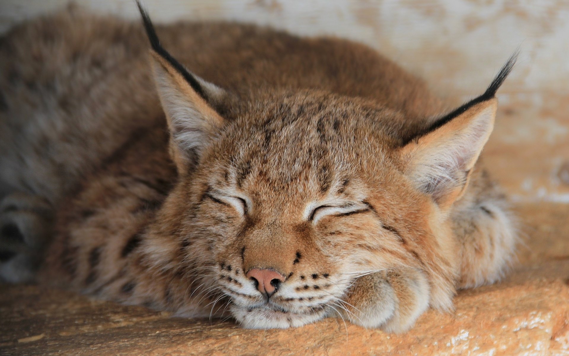 Download Animal Lynx Image