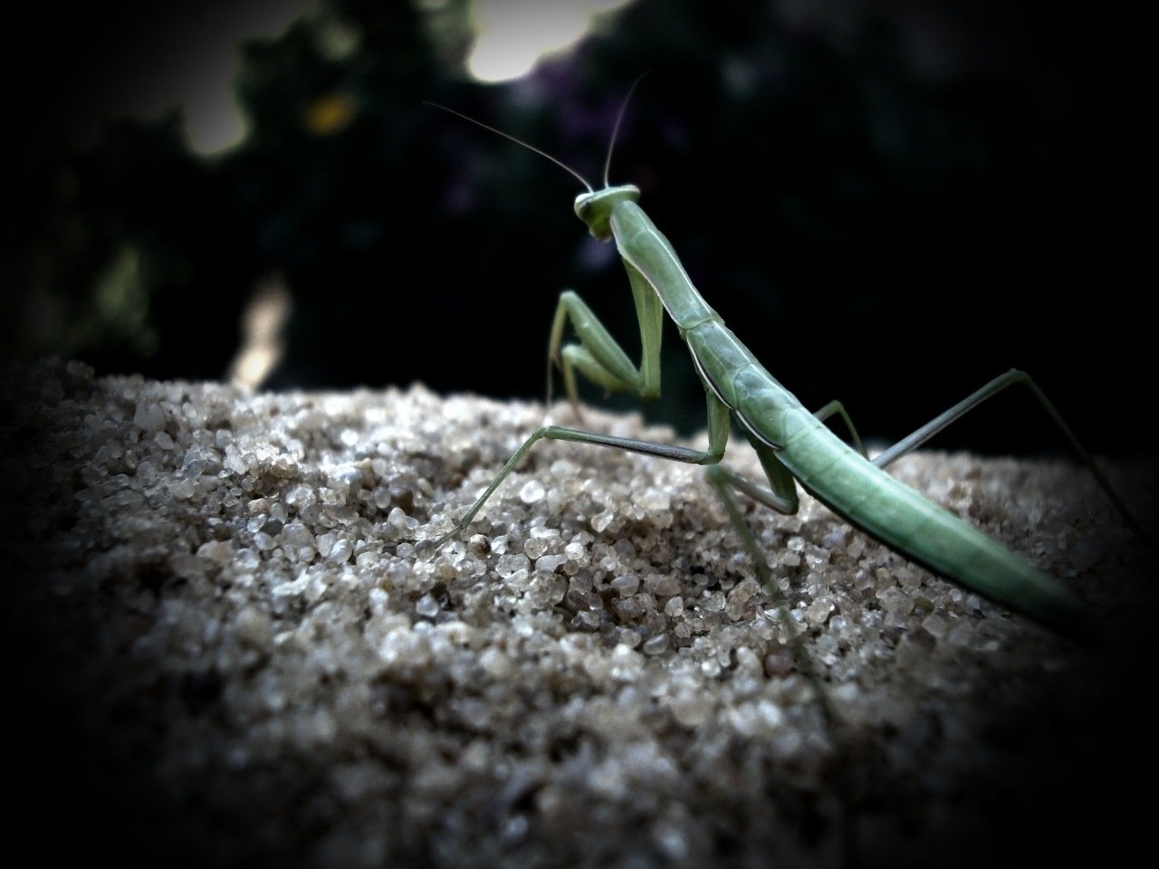 Mantis by preda10r - Image Abyss