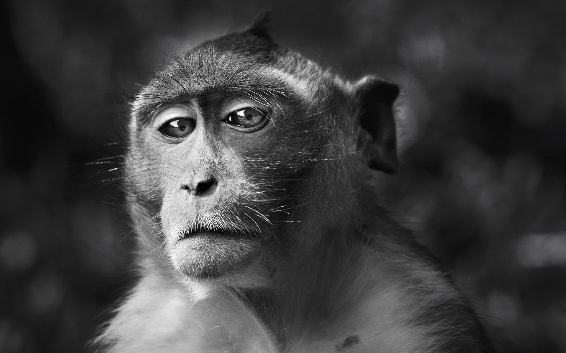 Monkey Image - ID: 270152 - Image Abyss