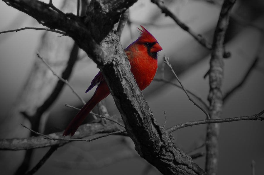 Northern Cardinal - Desktop Wallpapers, Phone Wallpaper, PFP, Gifs, and ...