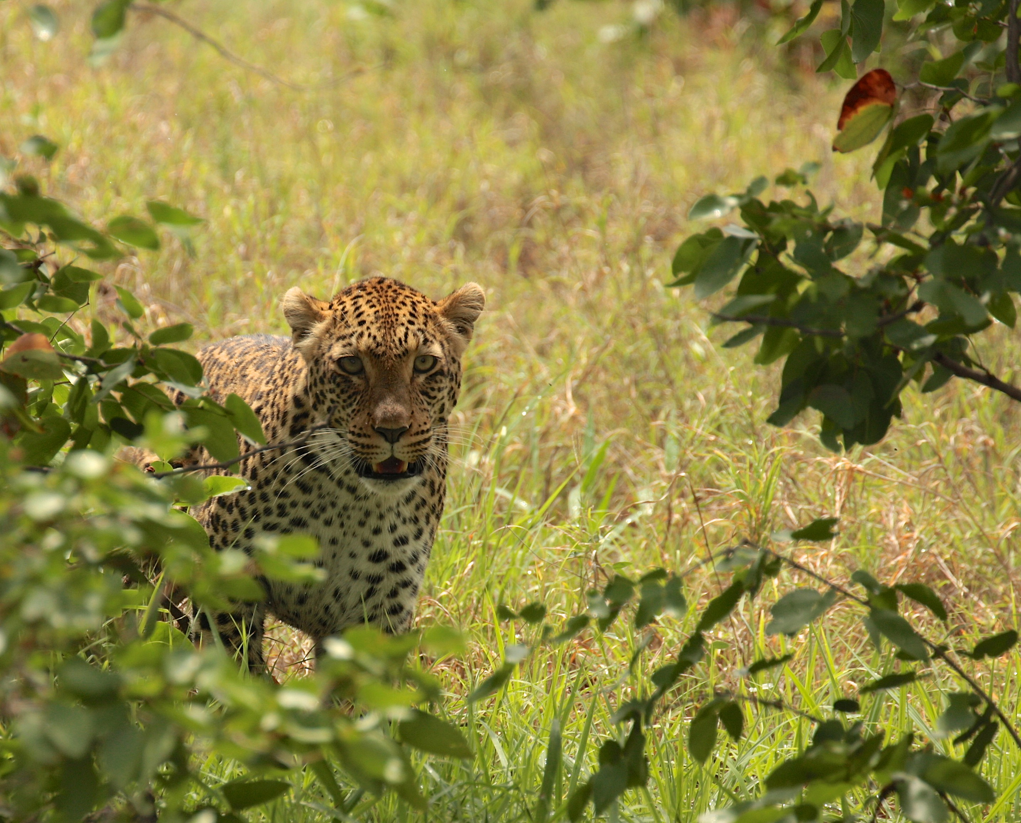 Download Animal Leopard Image