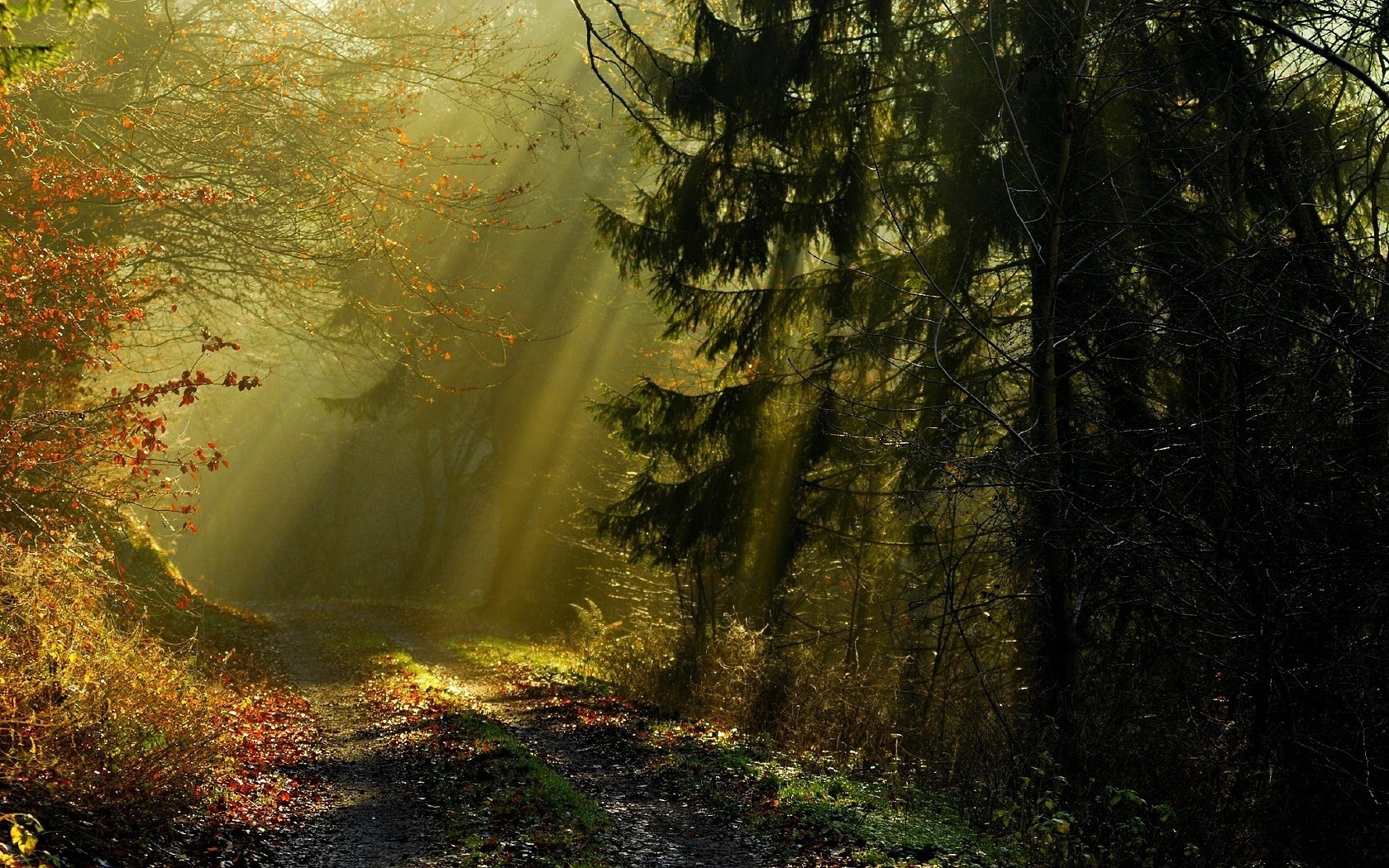 Enchanted Autumn Pathway Through Foggy Forest