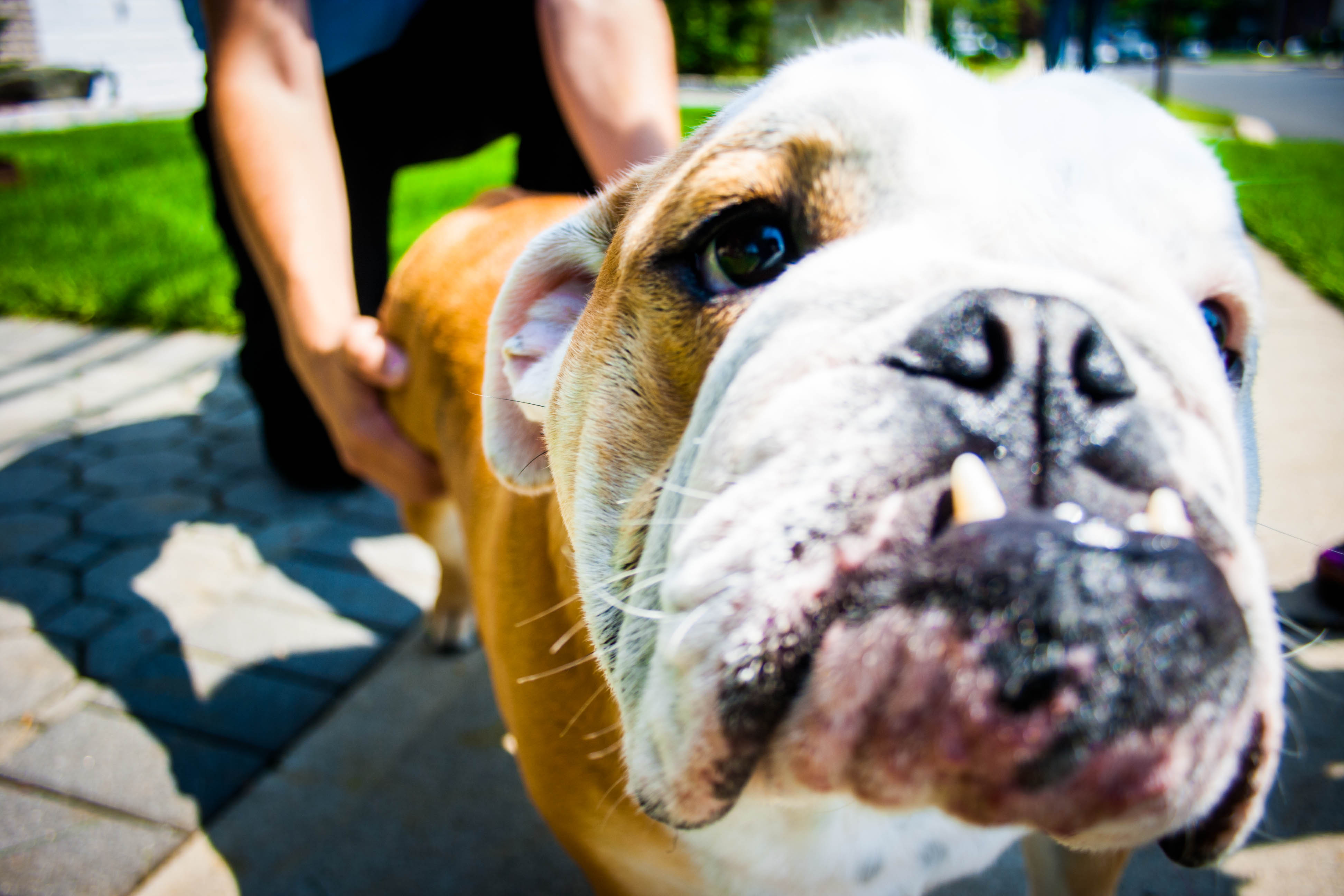 Dog by Terence