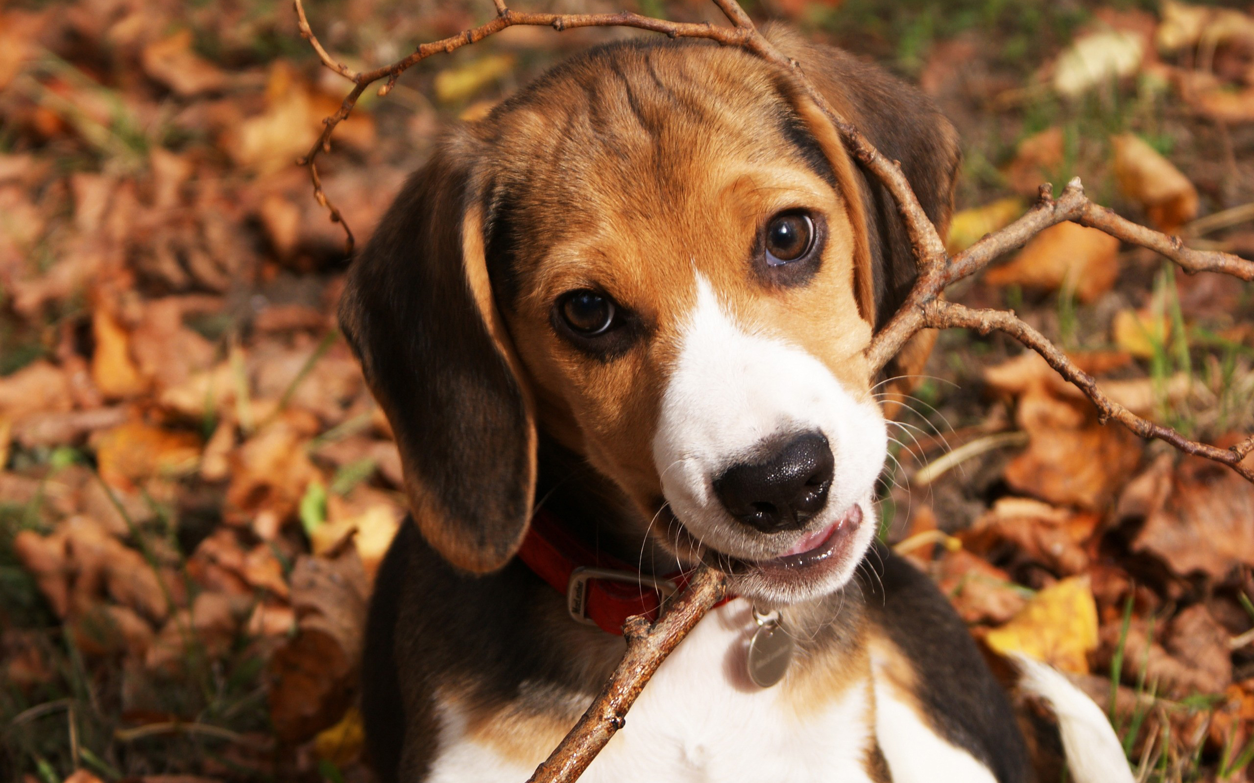 Download Animal Beagle Image