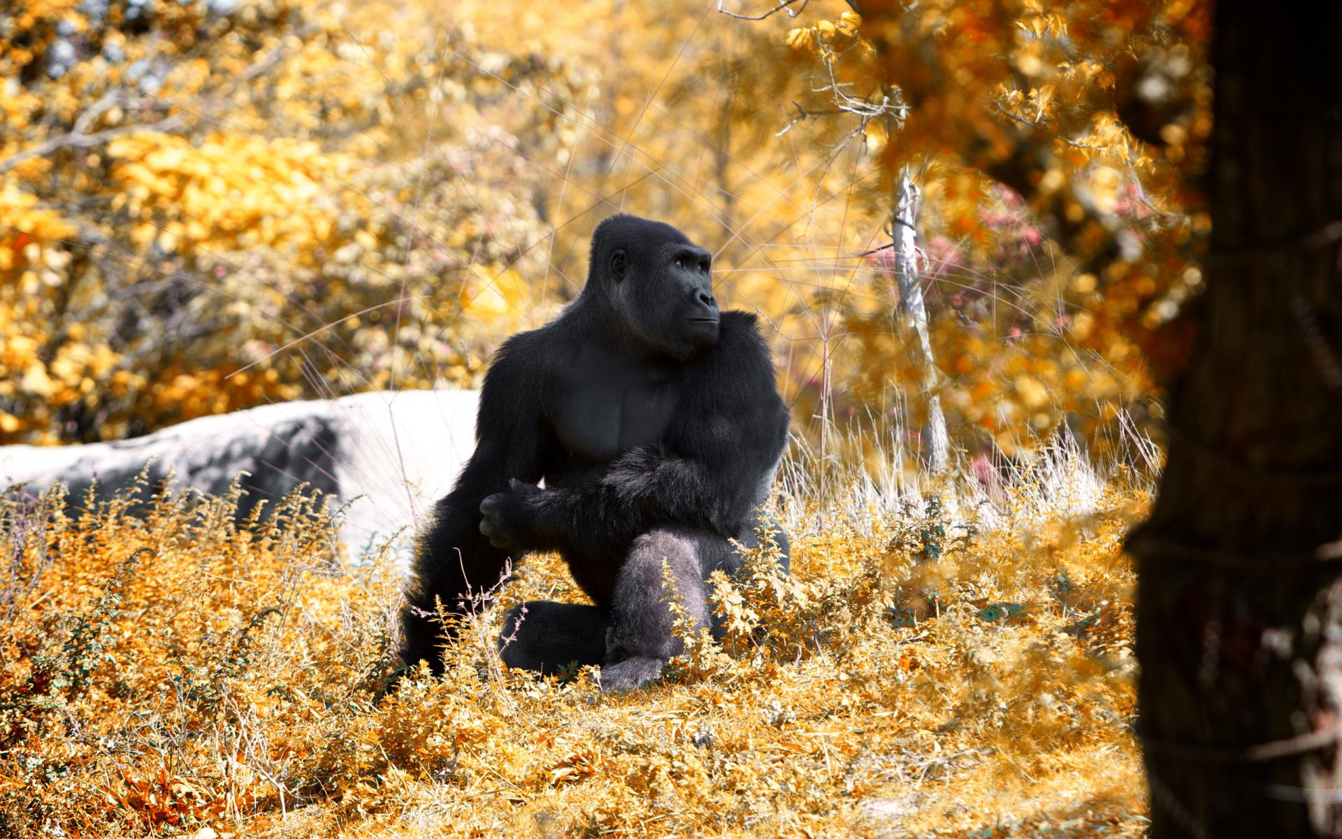 Download Animal Gorilla Image