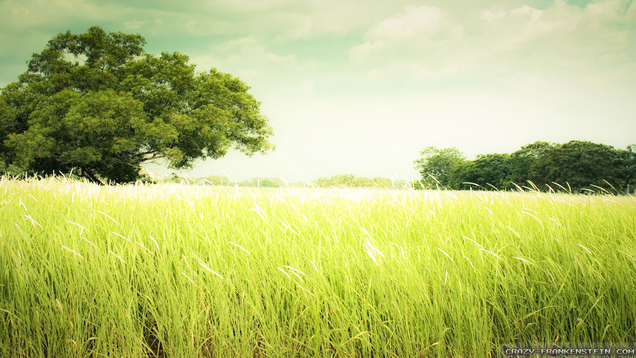 Download Nature Field Image