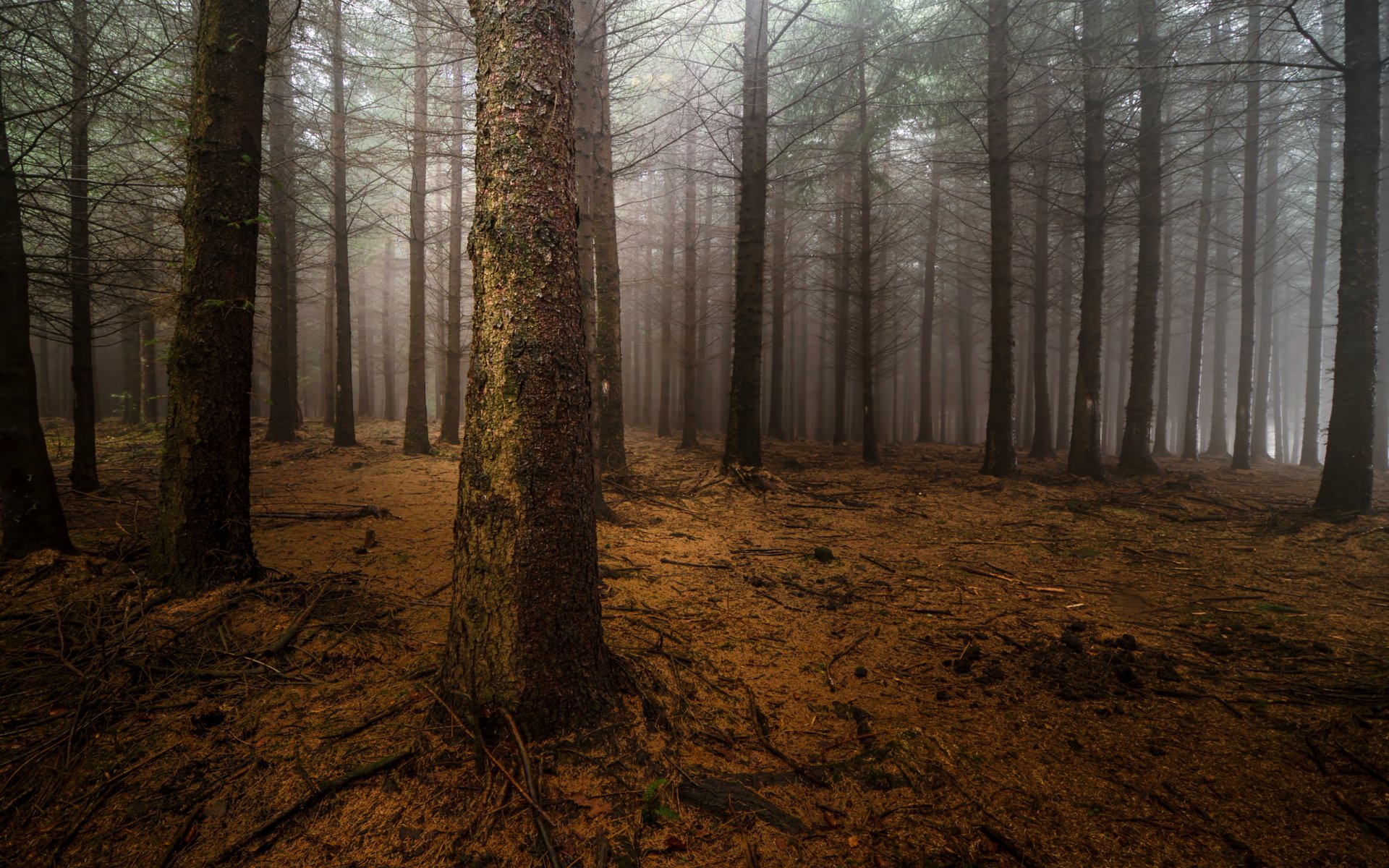 Download Nature Forest Image