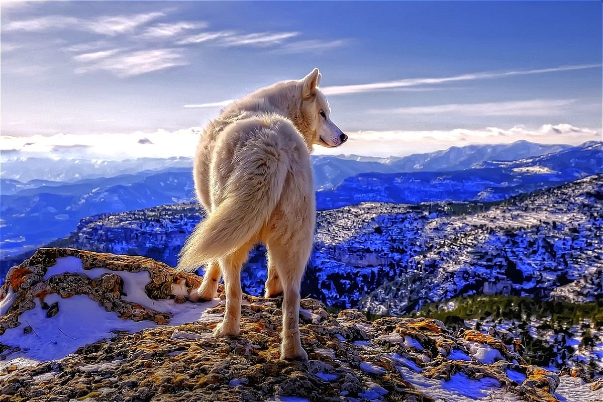 Majestic Dog Overlooking a Snowy Mountain Summit