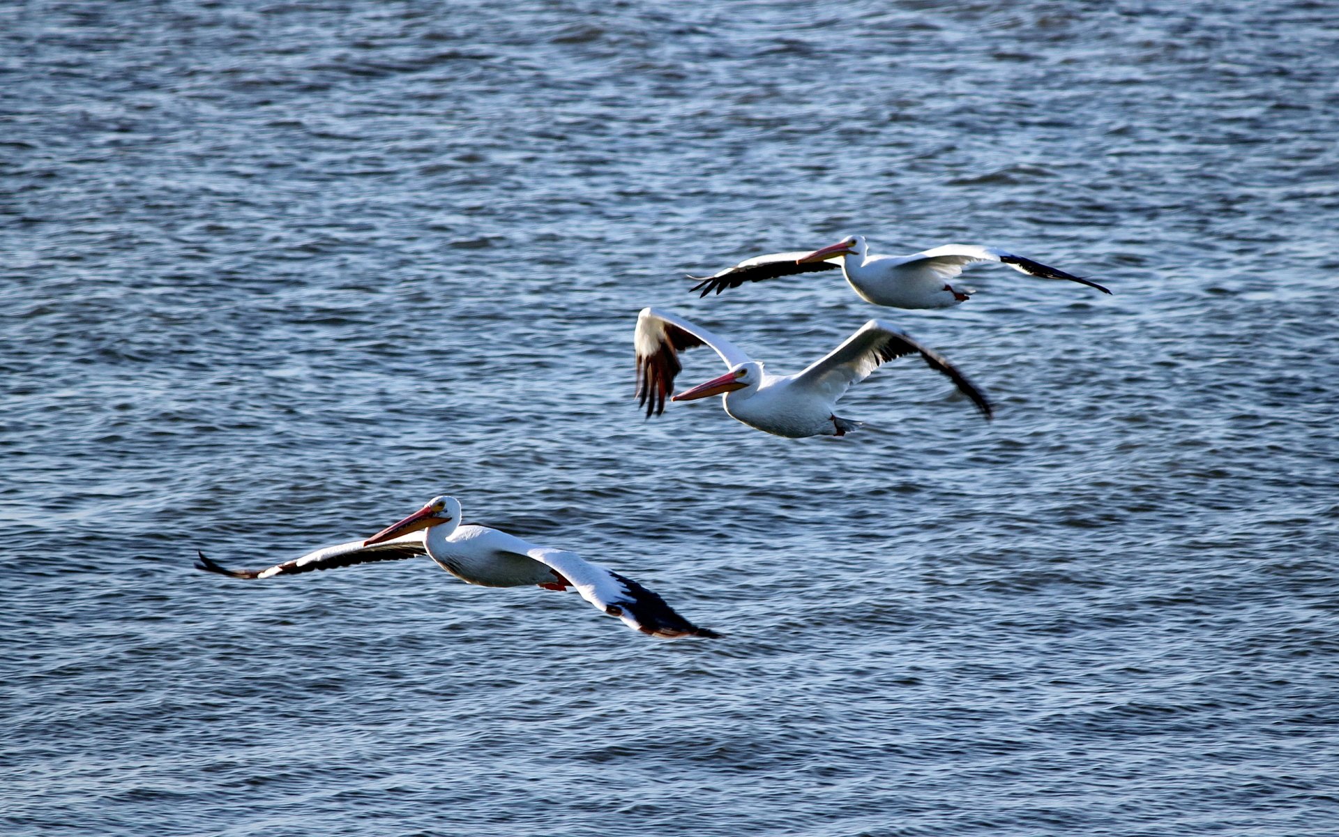 Wannabe Swans by bear844