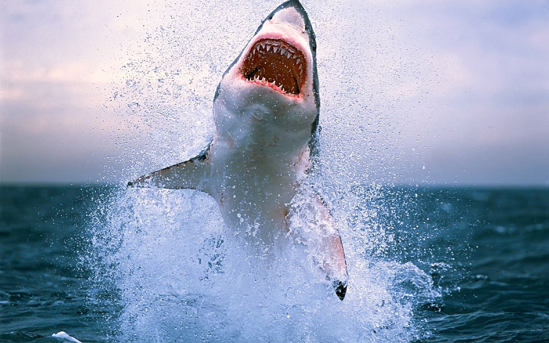 Majestic Ocean Predator: The Breaching Shark