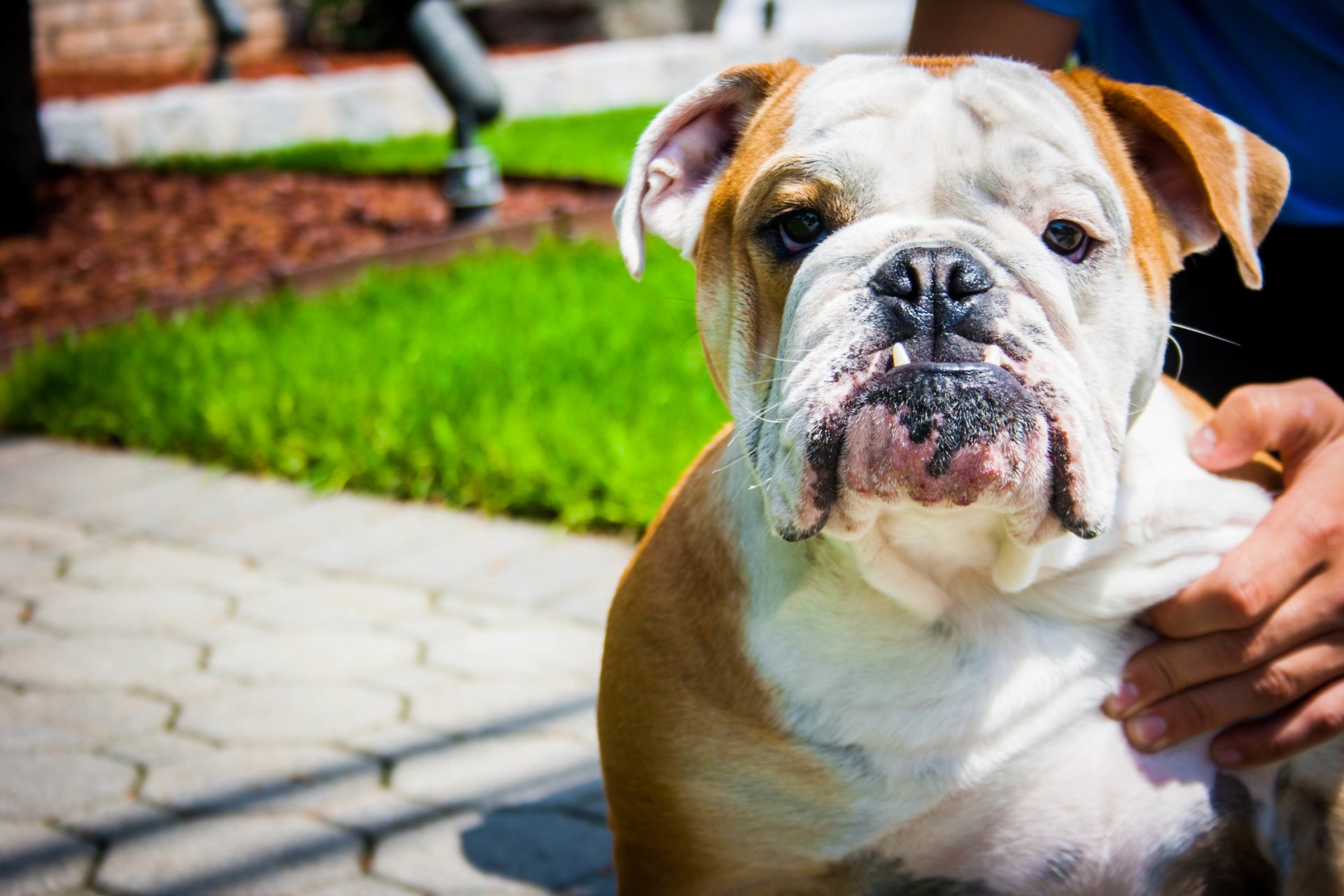 Bulldog - Desktop Wallpapers, Phone Wallpaper, PFP, Gifs, and More!