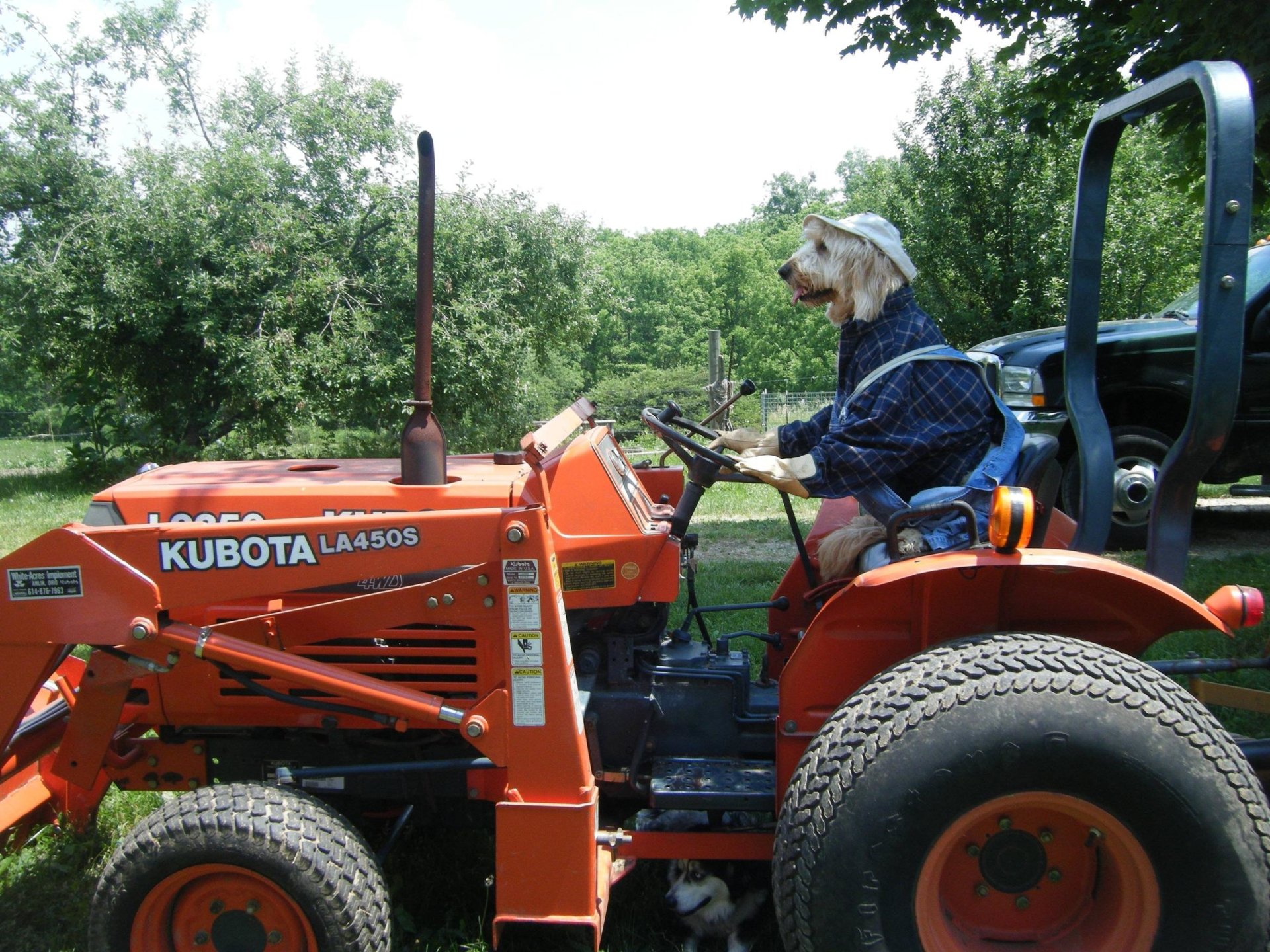 Farmer Dog Driving His Tractor - Image Abyss