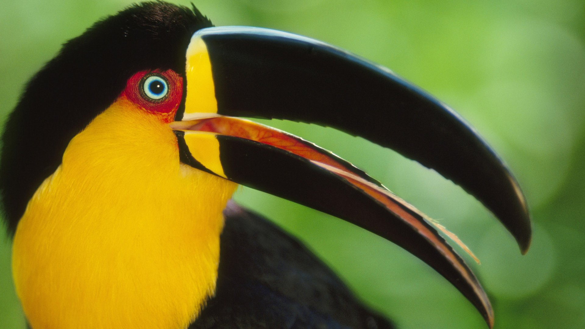 Toucan - Desktop Wallpapers, Phone Wallpaper, PFP, Gifs, and More!