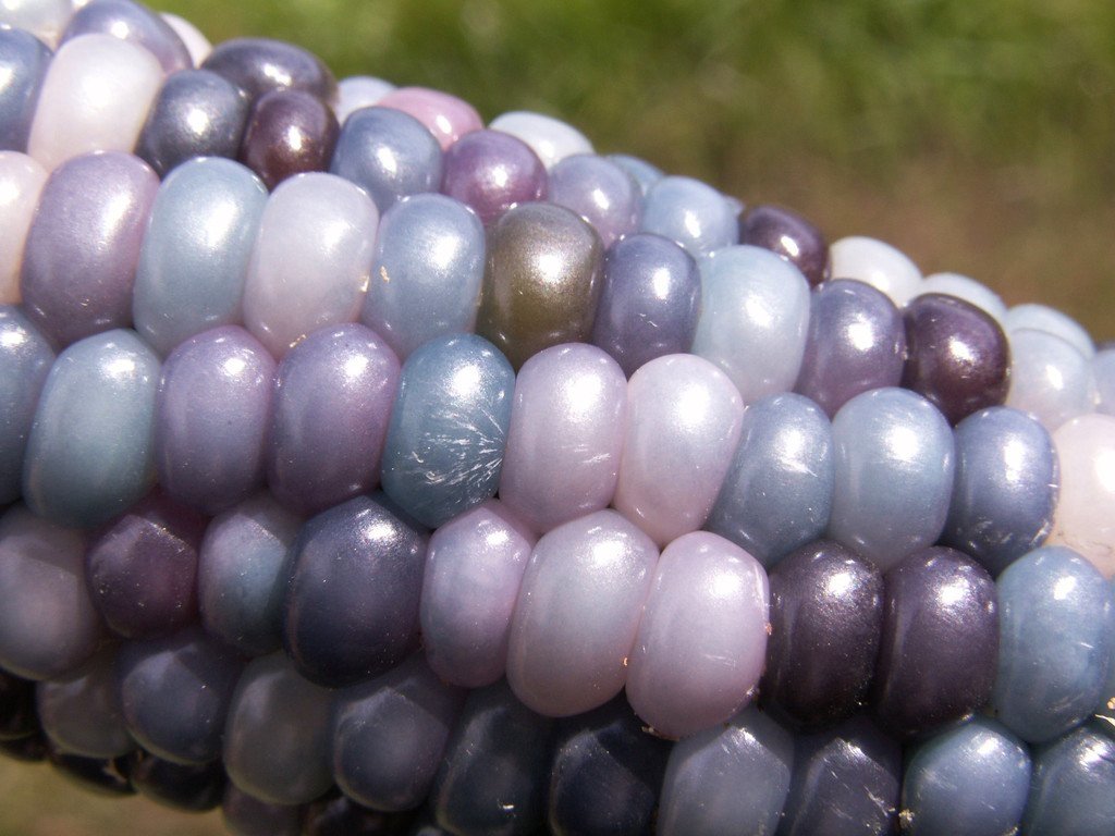 Decorative Corn - Desktop Wallpapers, Phone Wallpaper, PFP, Gifs, and More!