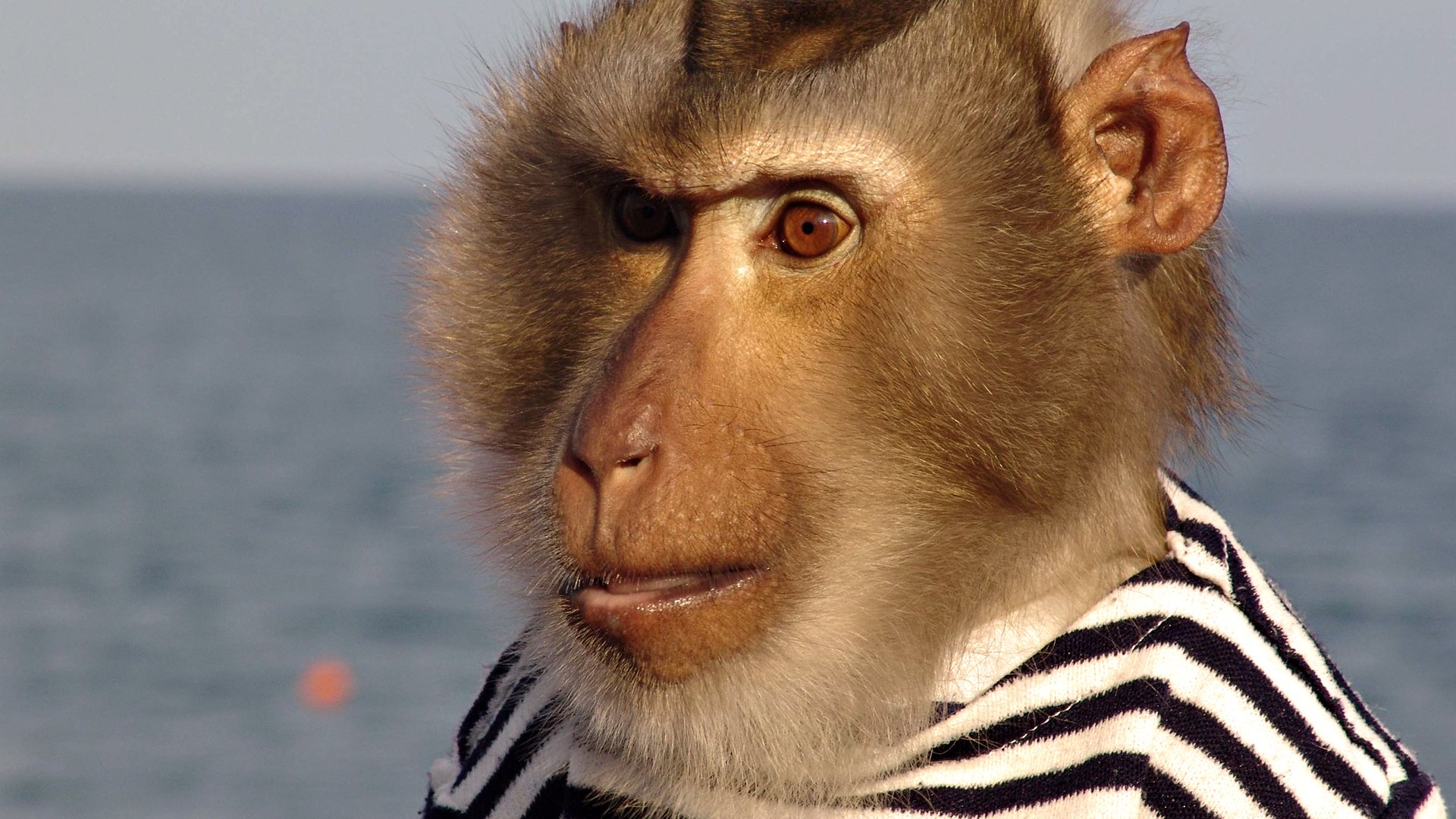Adventurous Monkey by the Sea