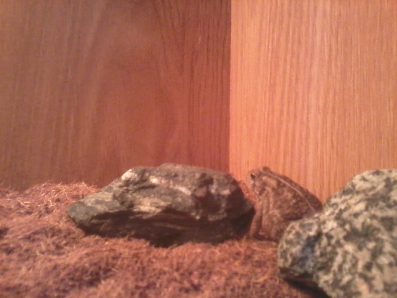 American Toad - Desktop Wallpapers, Phone Wallpaper, PFP, Gifs, and More!