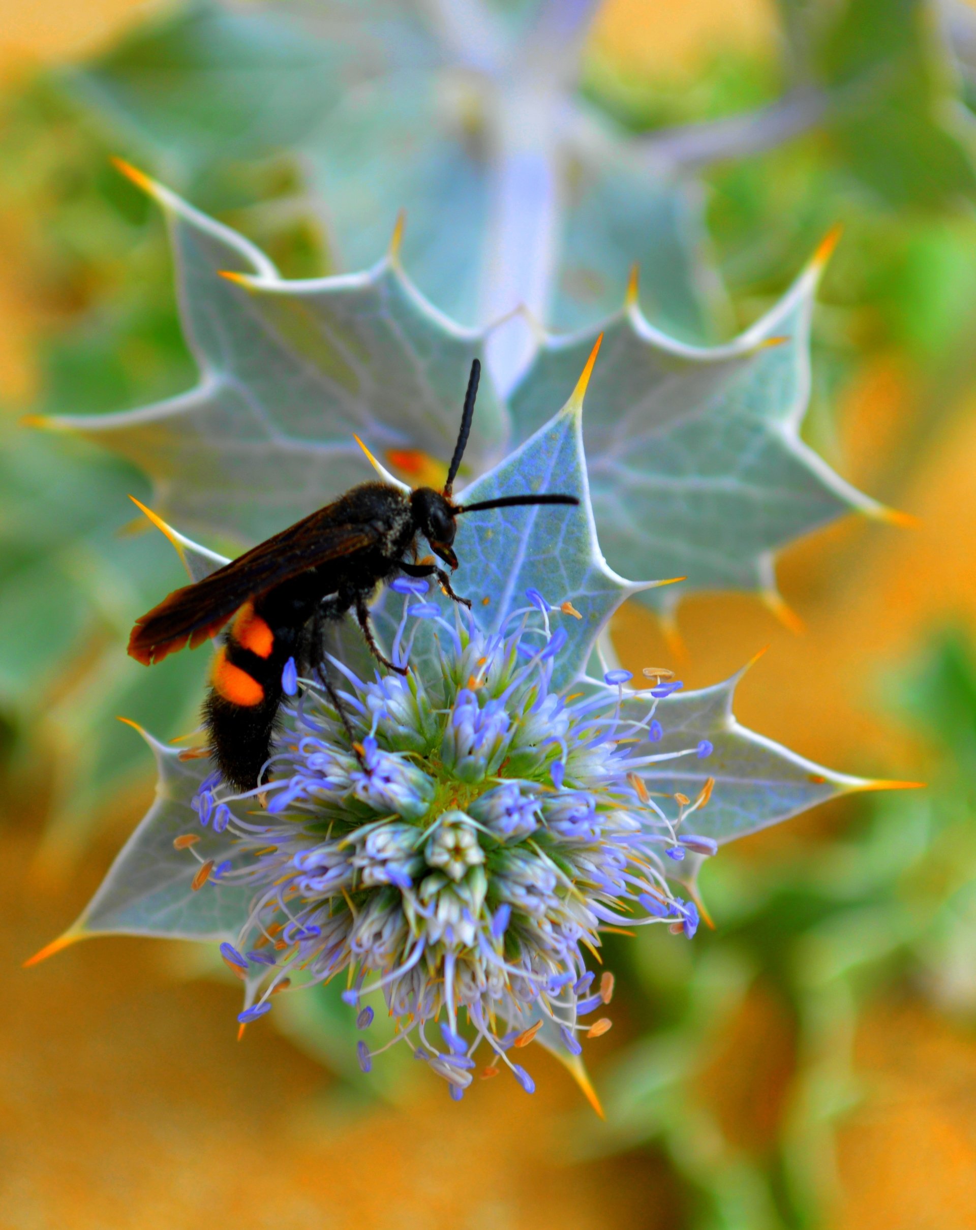 microcosmos by orma77