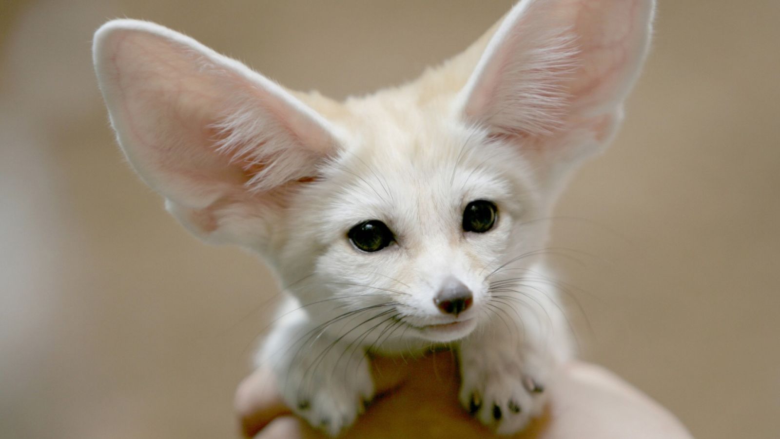 Adorable Fennec Fox: Nature's Ears of the Desert